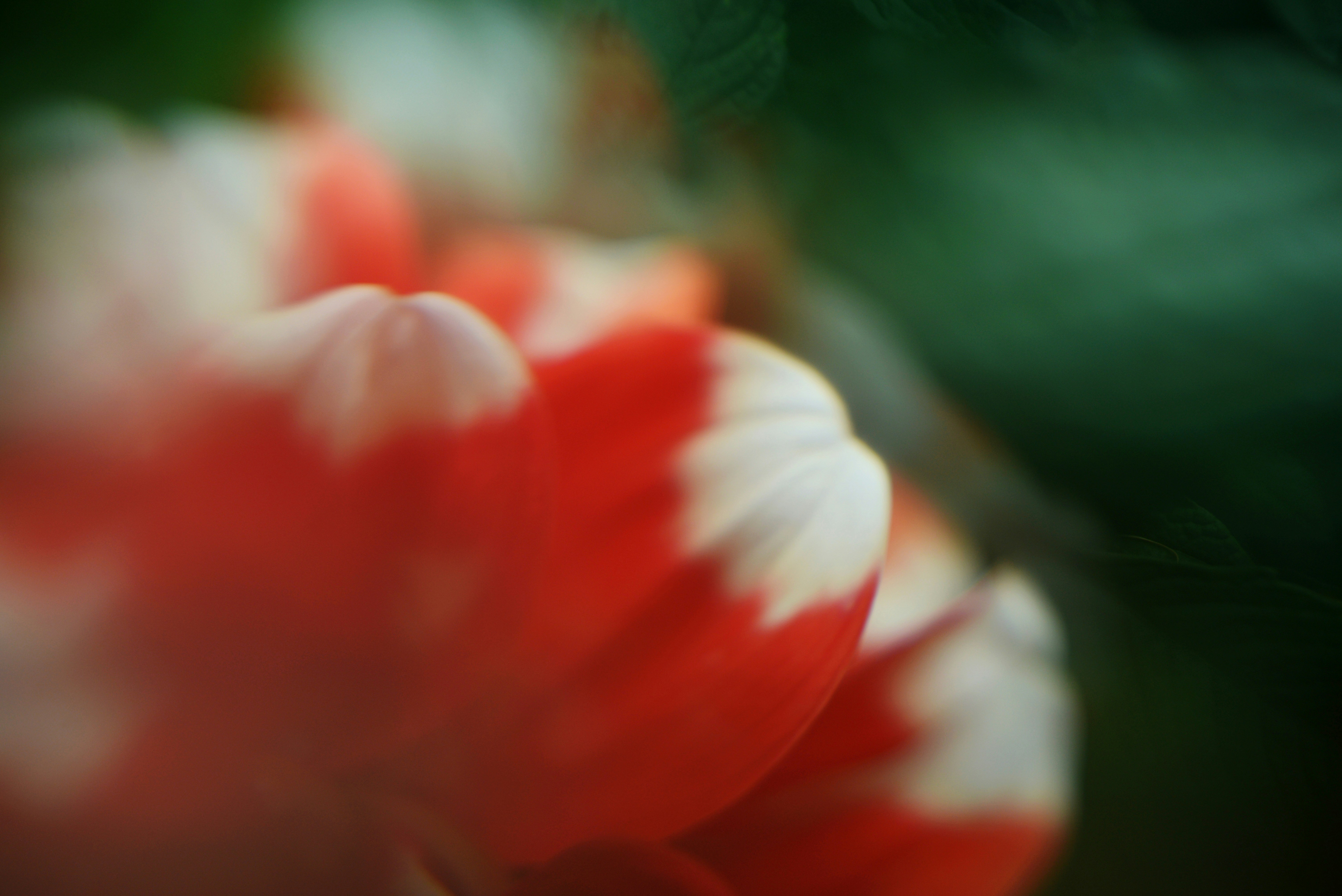 Petal Blur: A Cropped Burst of Red and White in Soft Focus