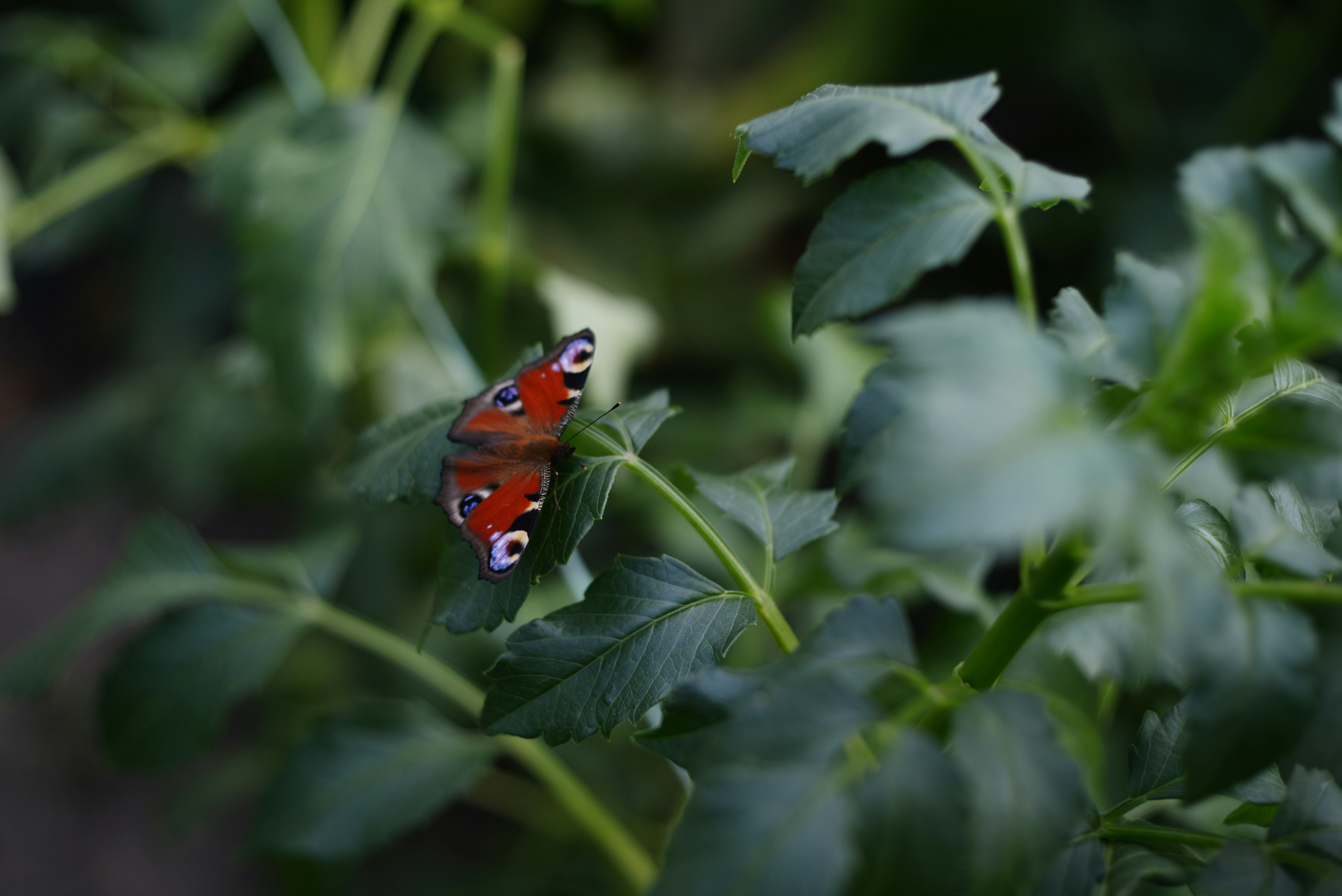 Vivid Red Admiral on a Quiet Green Corridor