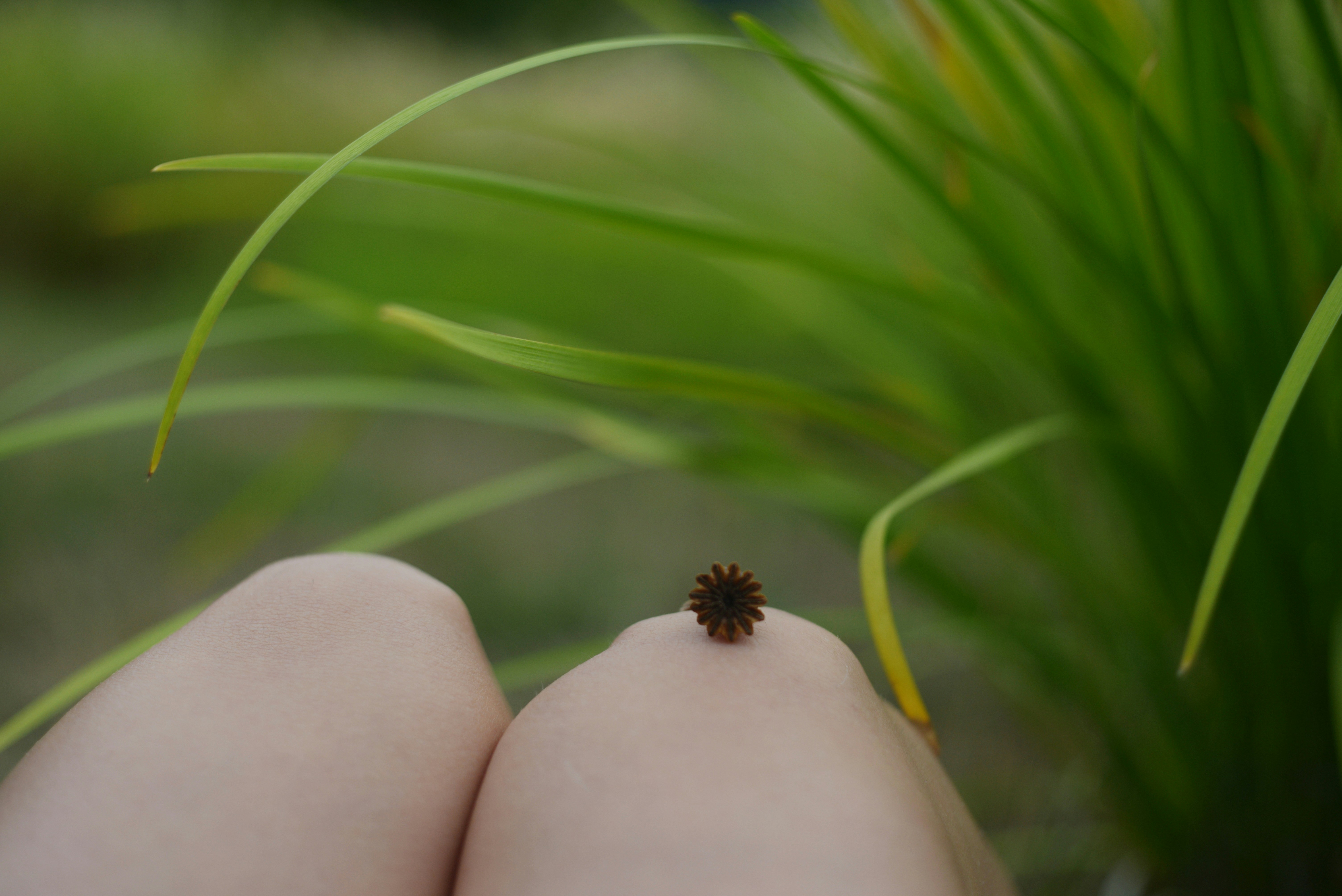 Barefoot Bloom: A Tiny Seed Crowned Between Toes