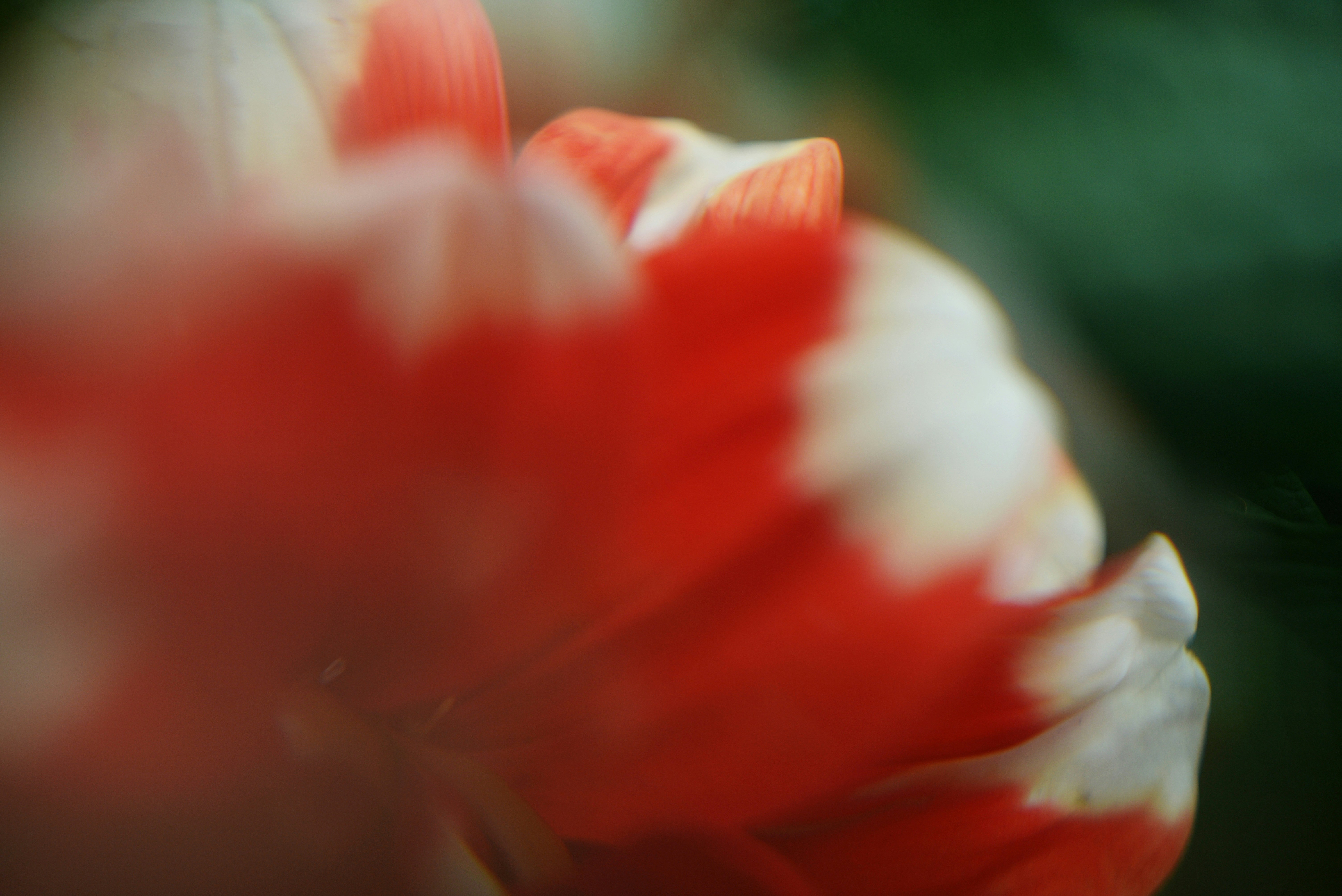 Petal Burst: A Soft, Abstract Glow of Red and White