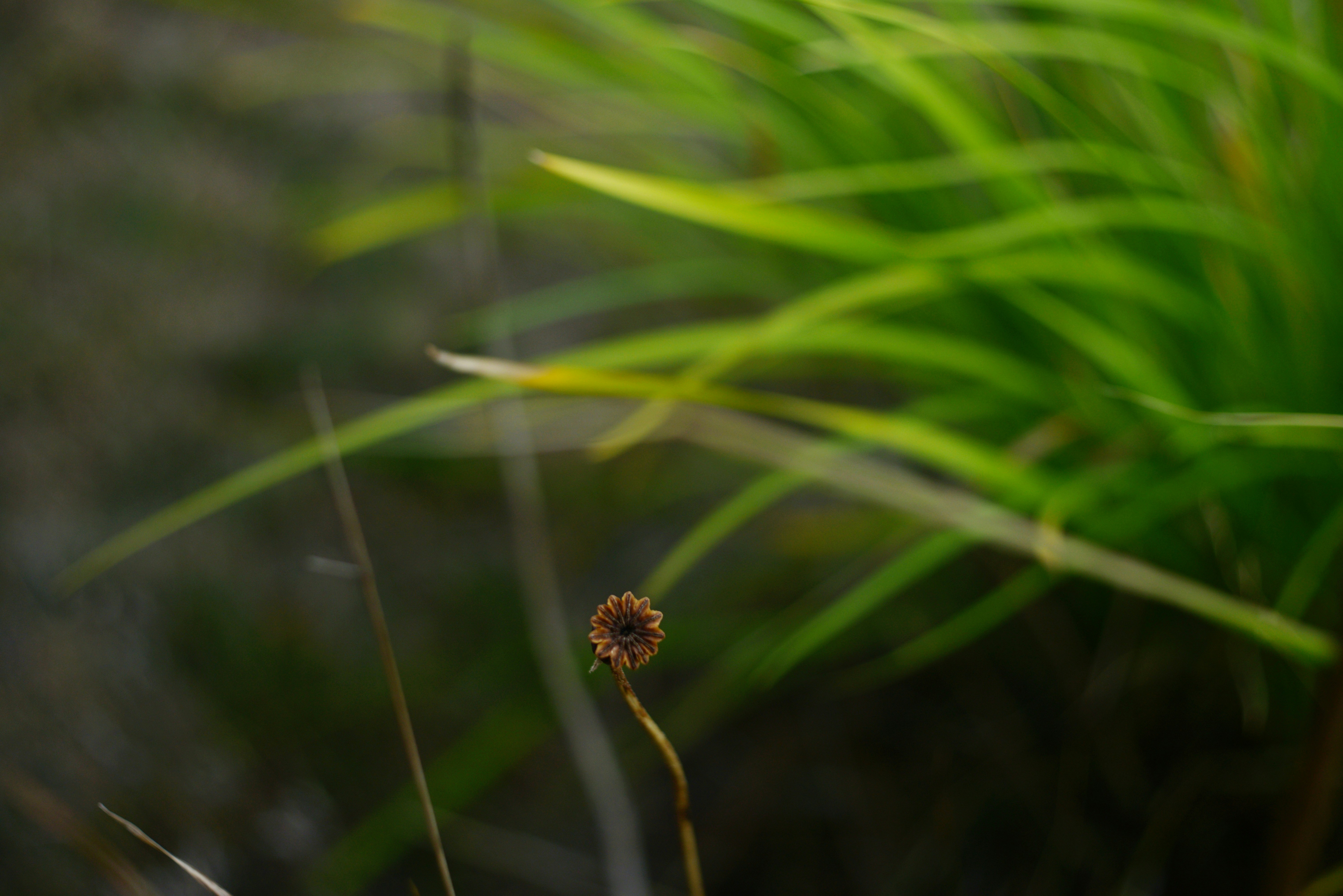 Lonely Seed Head in a Sea of Green