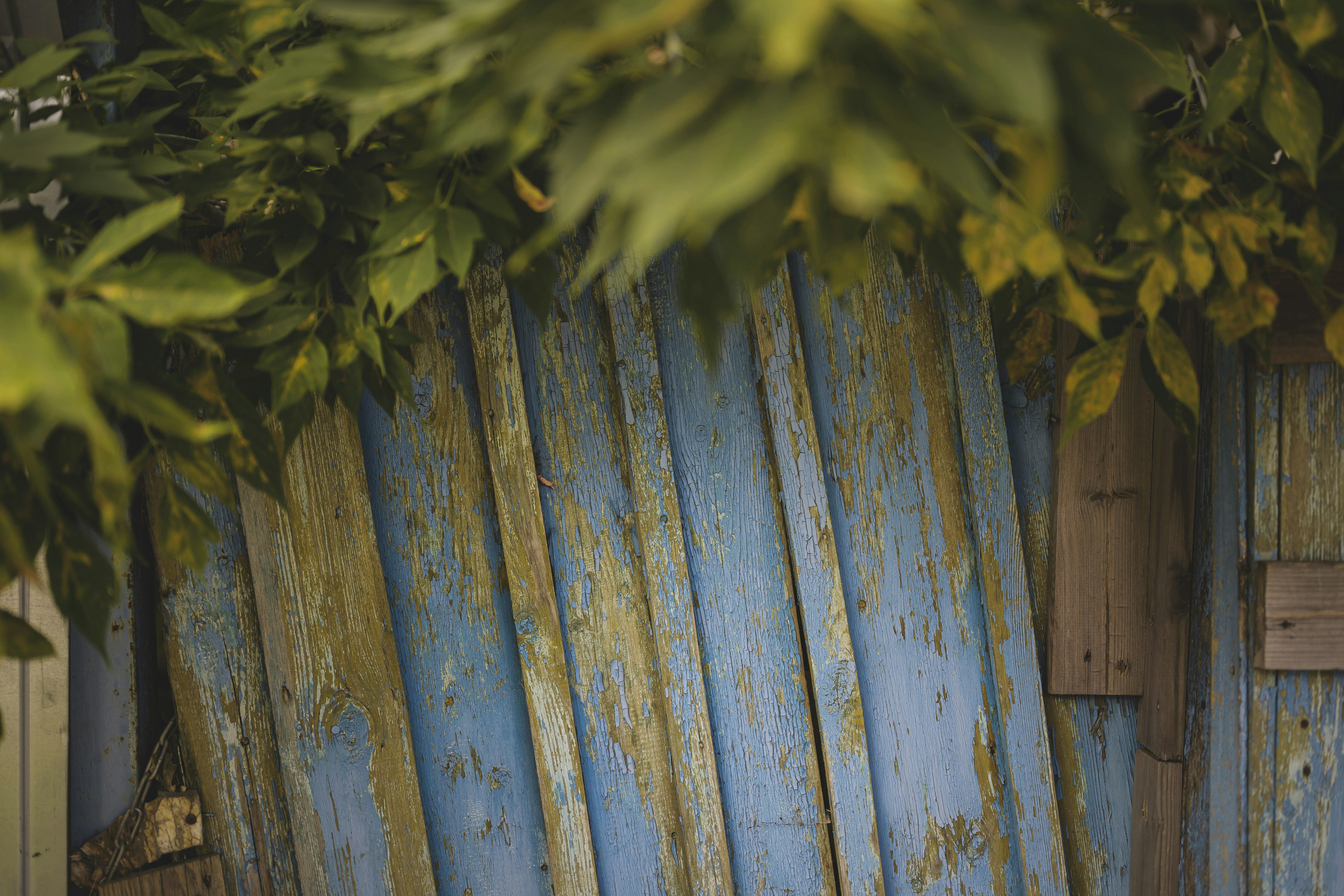 Aged blue planks under a canopy of green leaves