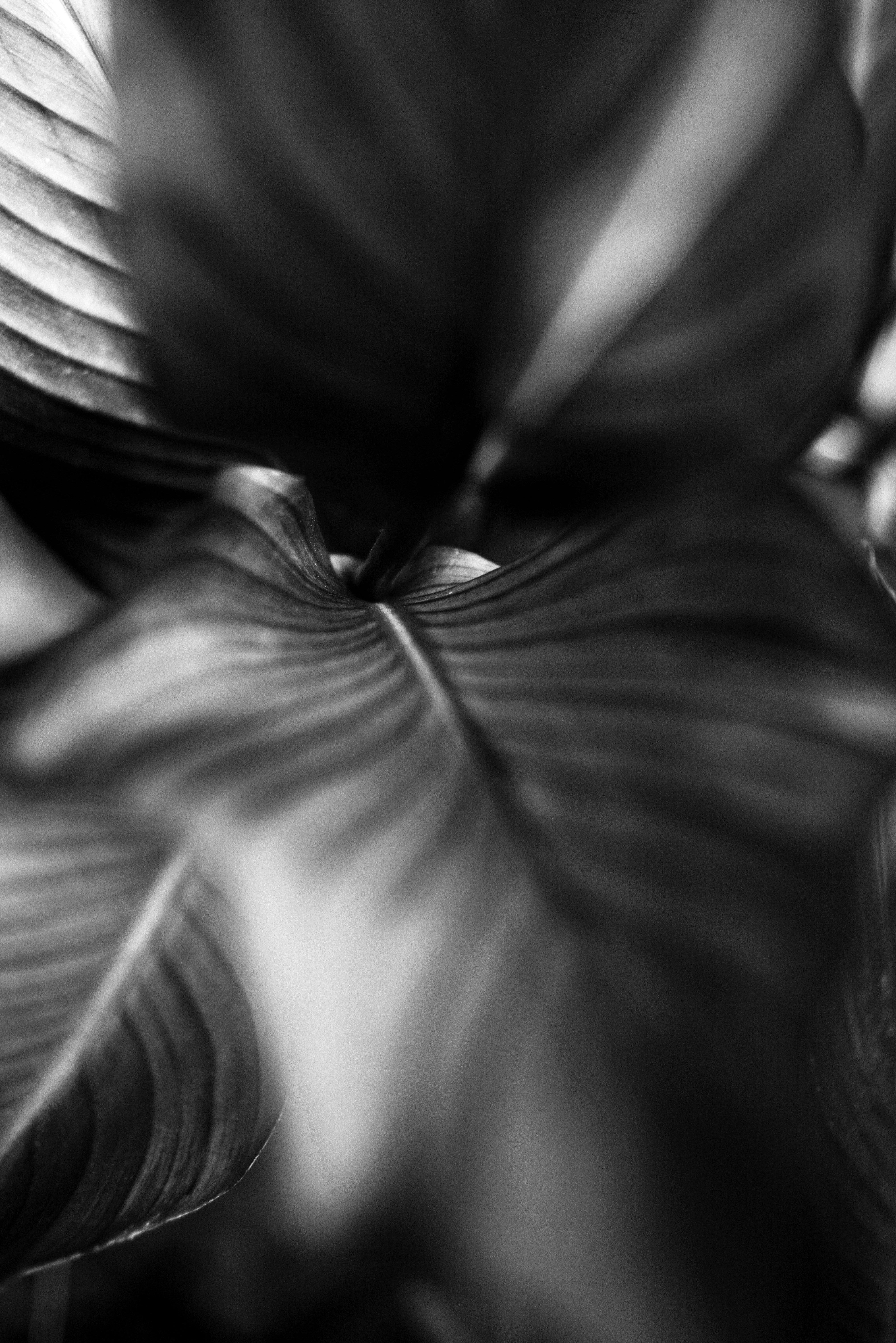 Midnight Vein: Abstract Fold of Darkness and Light