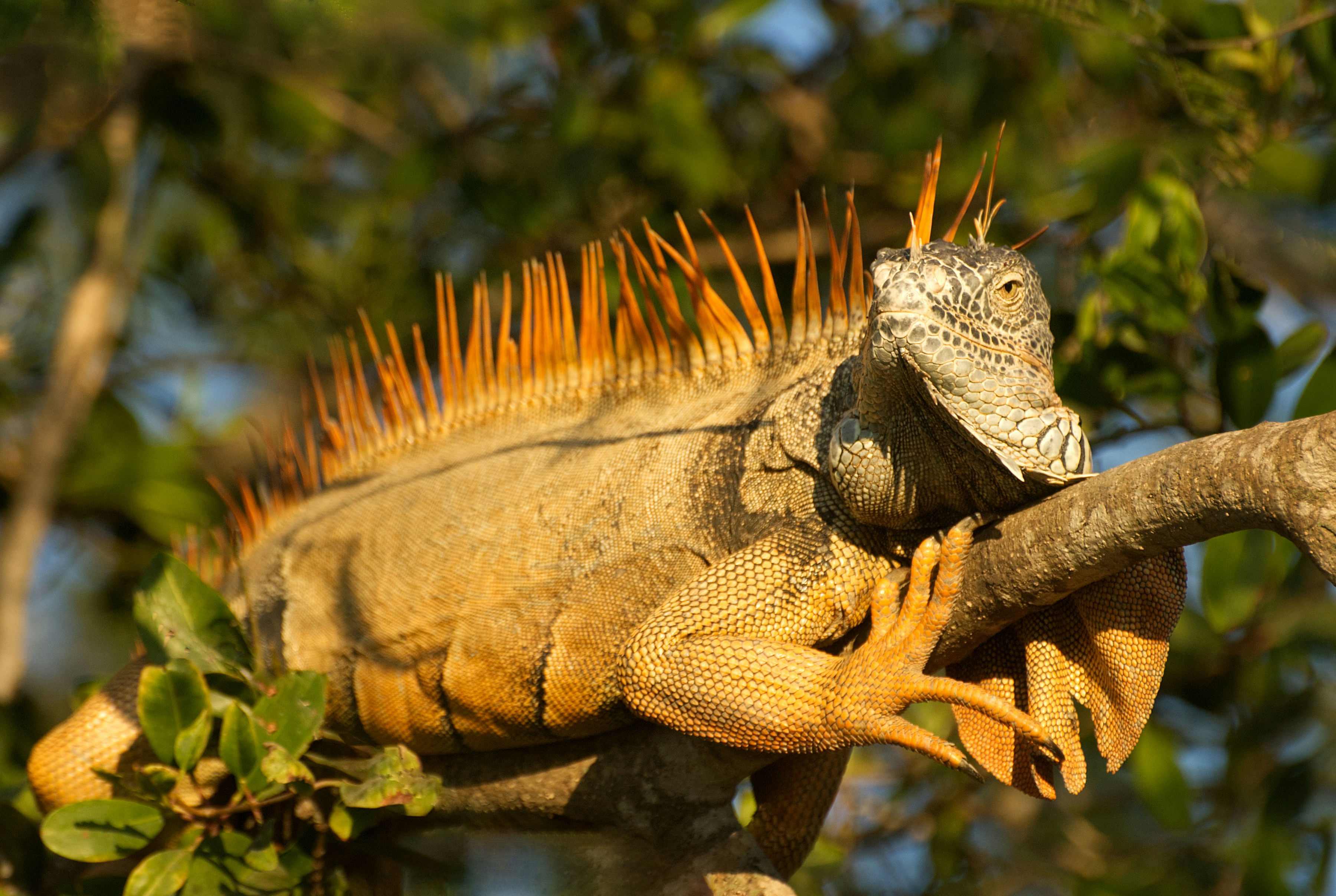 Sunlit Spiny Lizard Perch