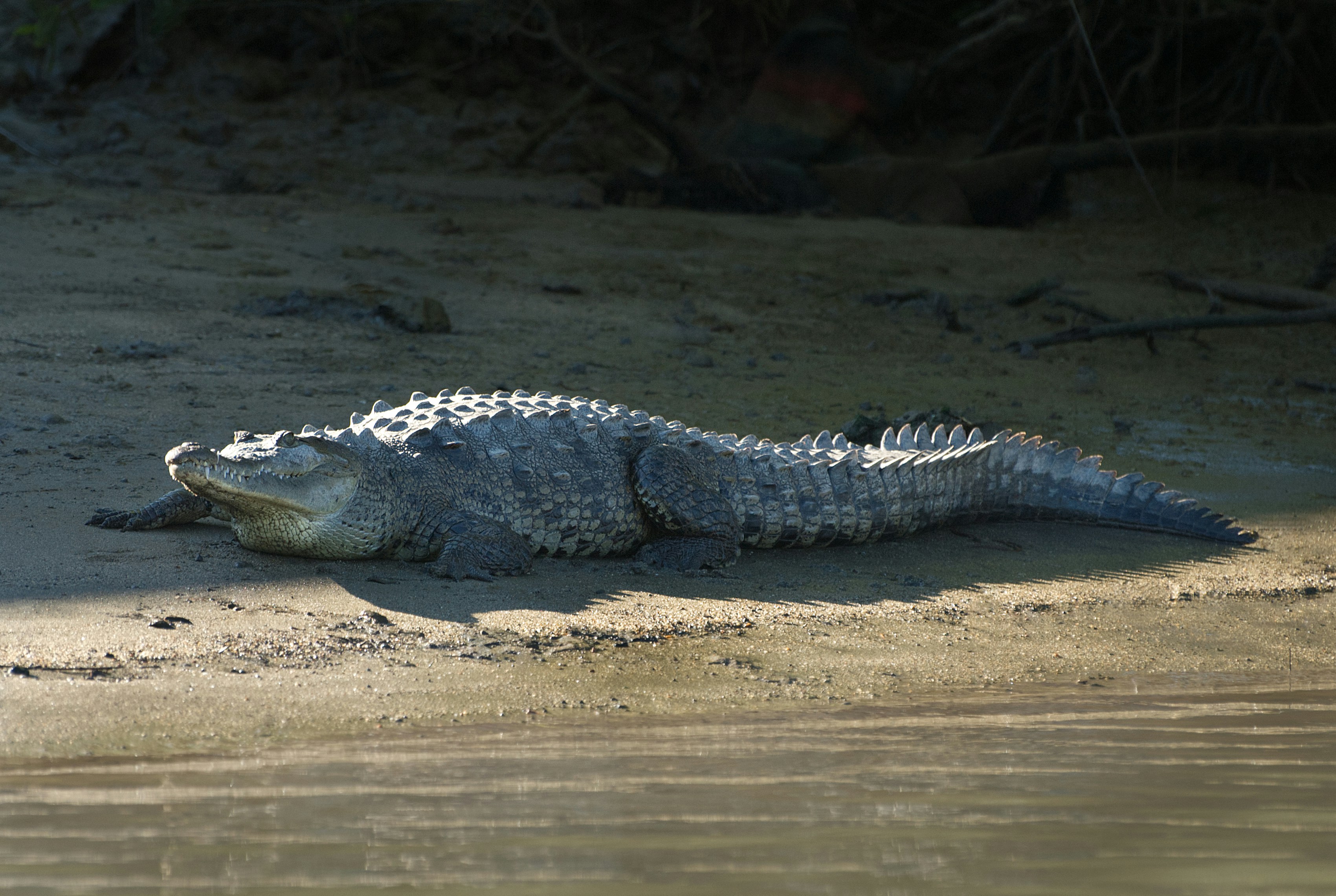Low-lounge Crocodilian on Riverbank in Shade