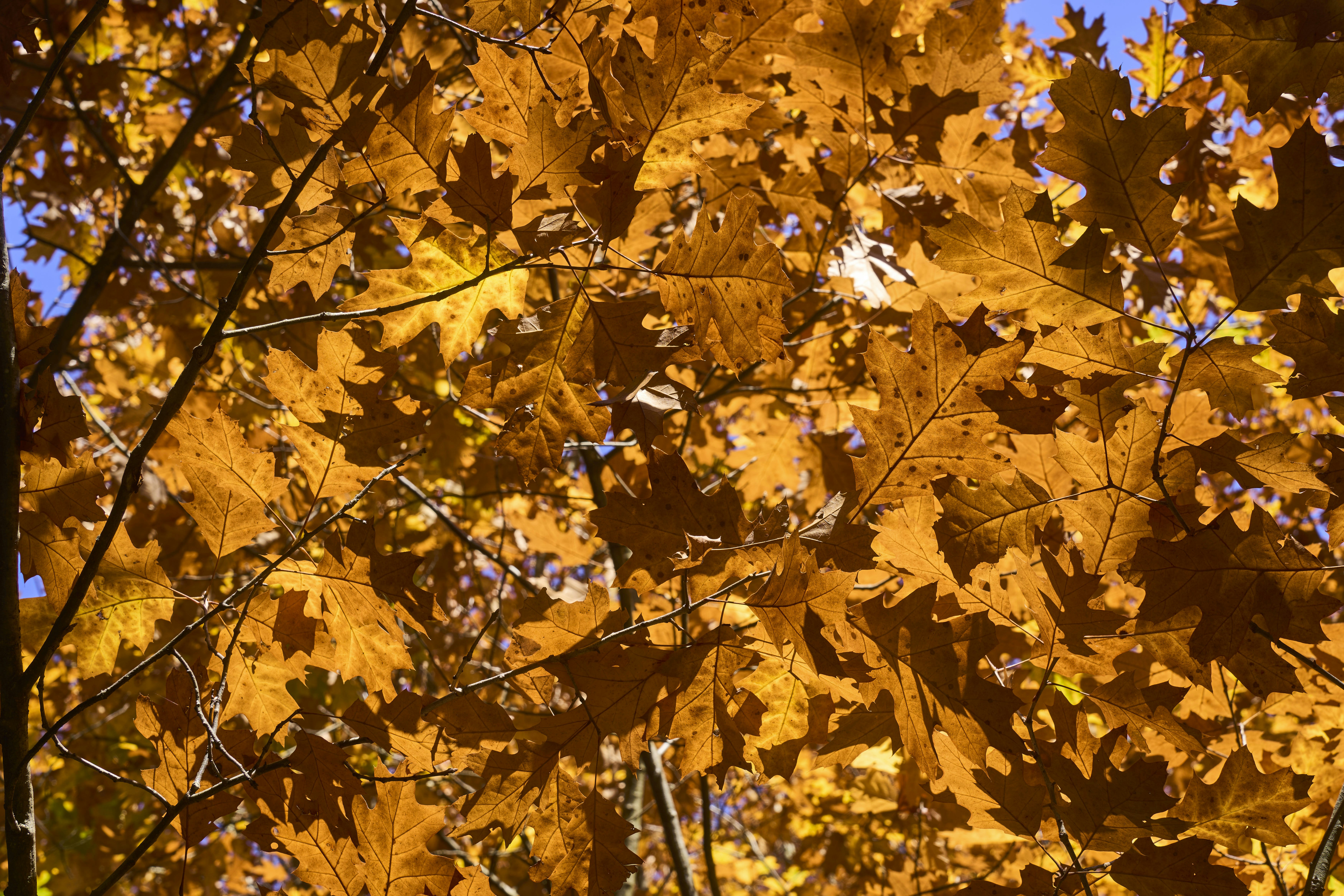 Golden Canopy: Sunlit Autumn Leaves in Close-Up
