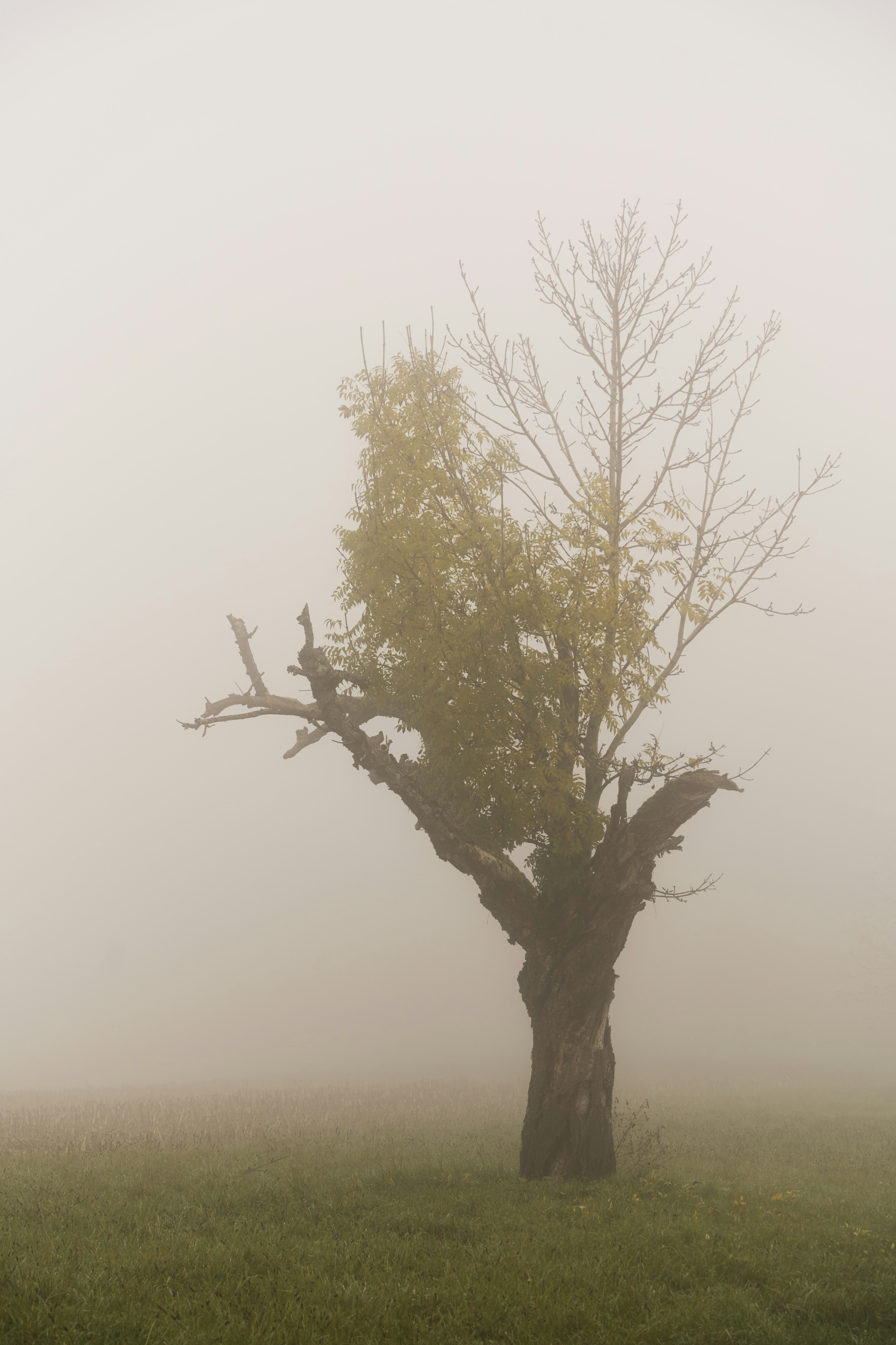 Mist-Softened Sentinel: The Lone Tree in Quiet Fog