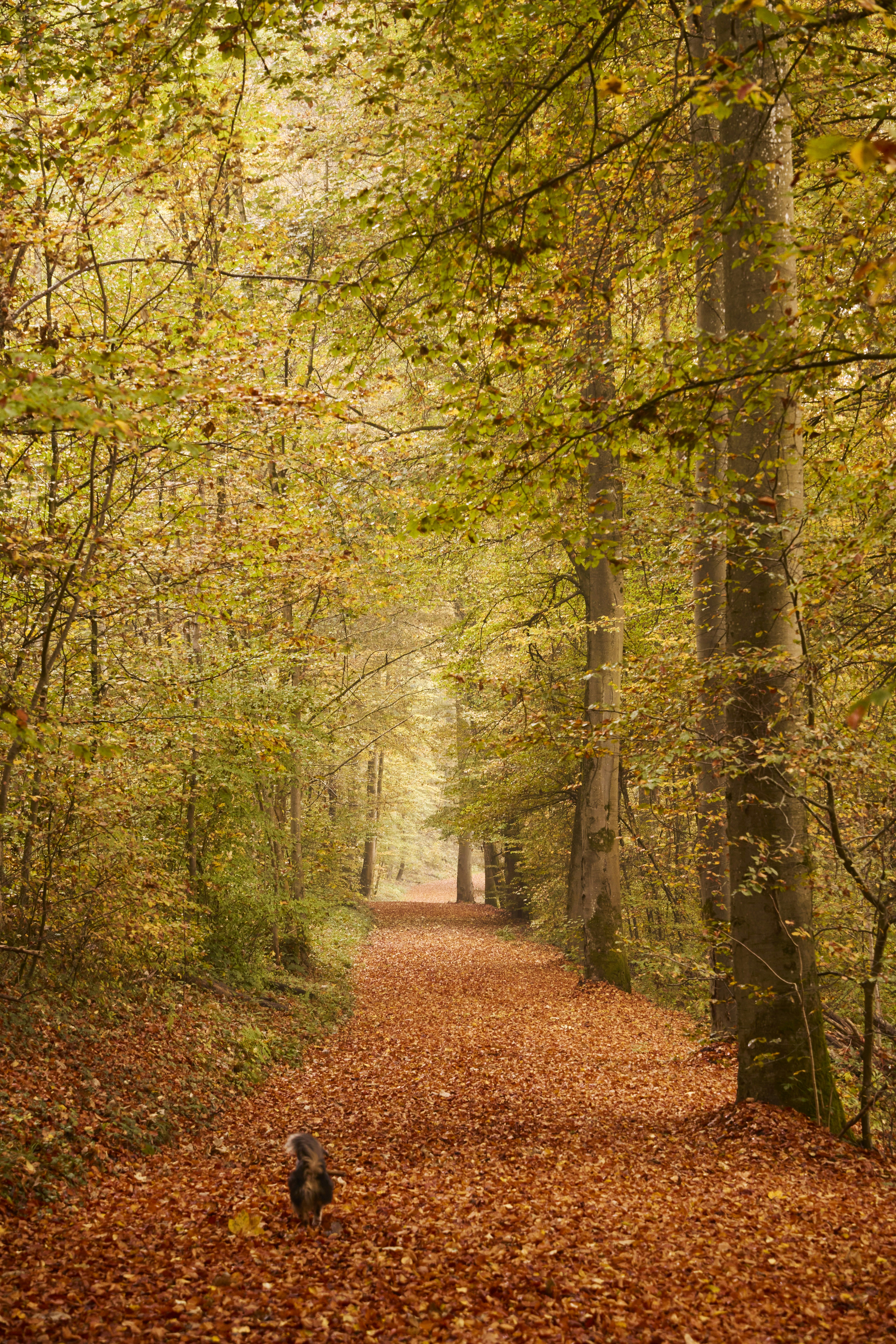 Autumnal Pathway: A Dog's Quiet Pause Amid Falling Leaves