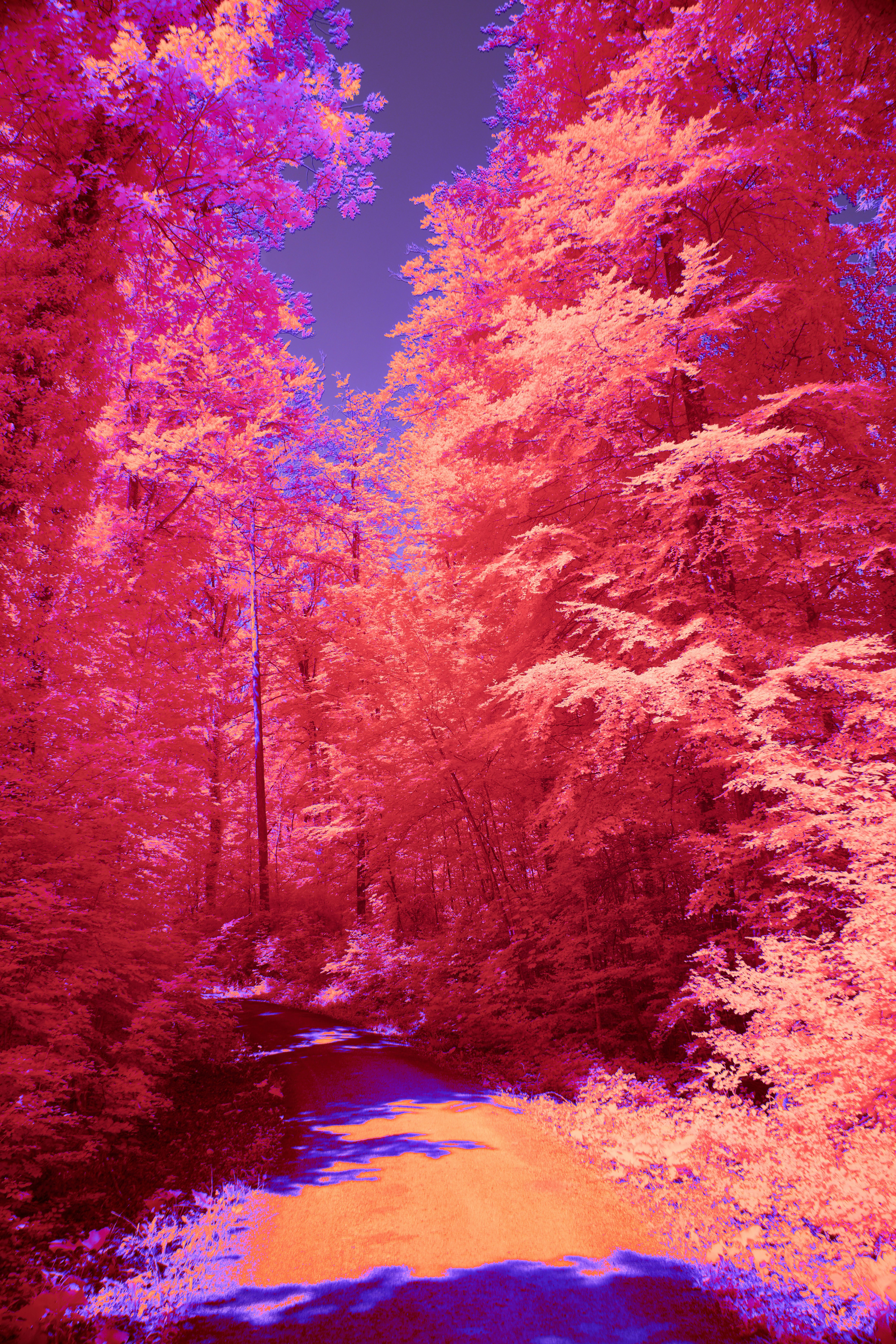 Chromatic Forest Path Under Violet Skies