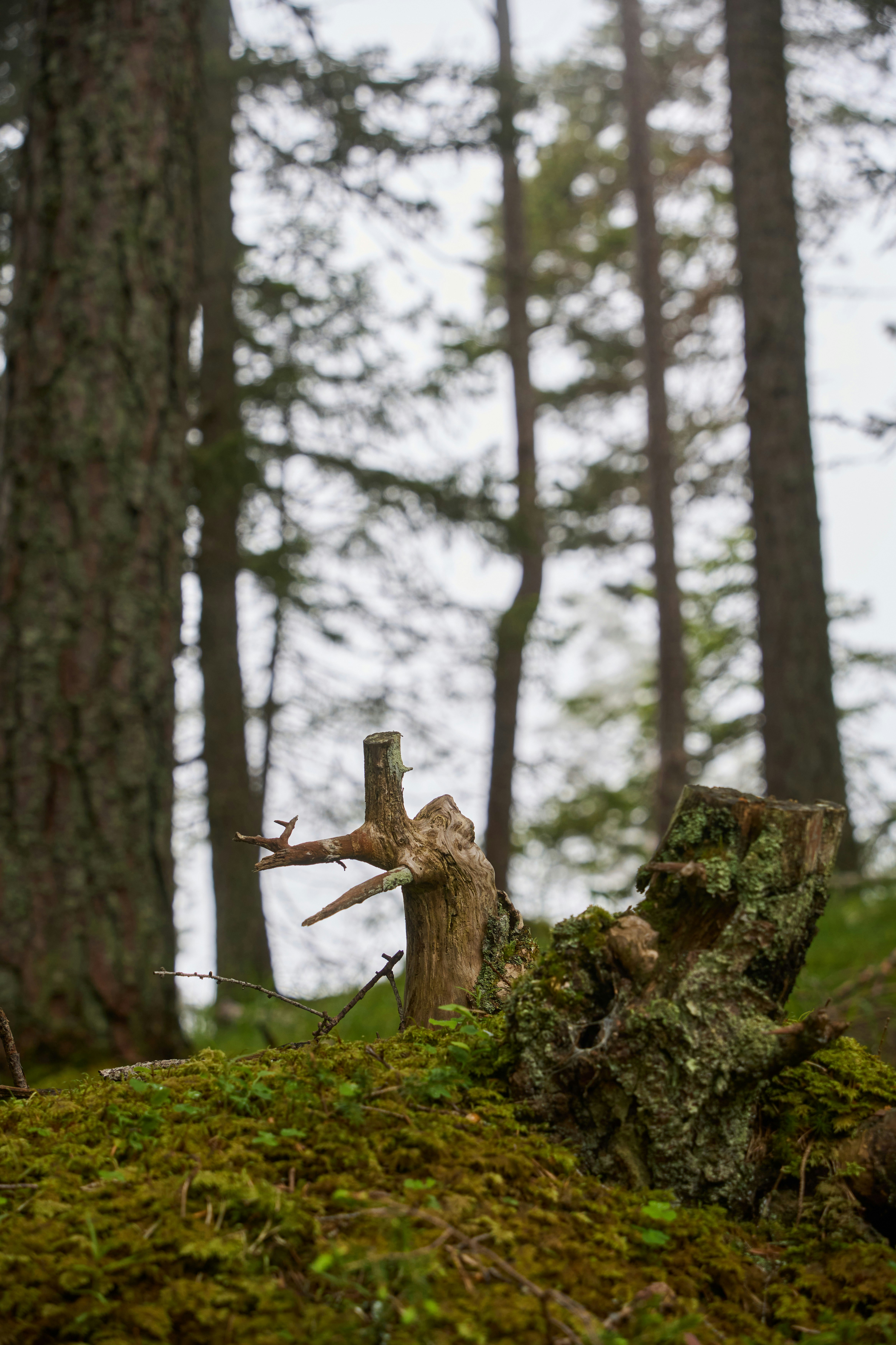Forest Sculpted Remnant: A Weathered Log Reaches Toward the Canopy