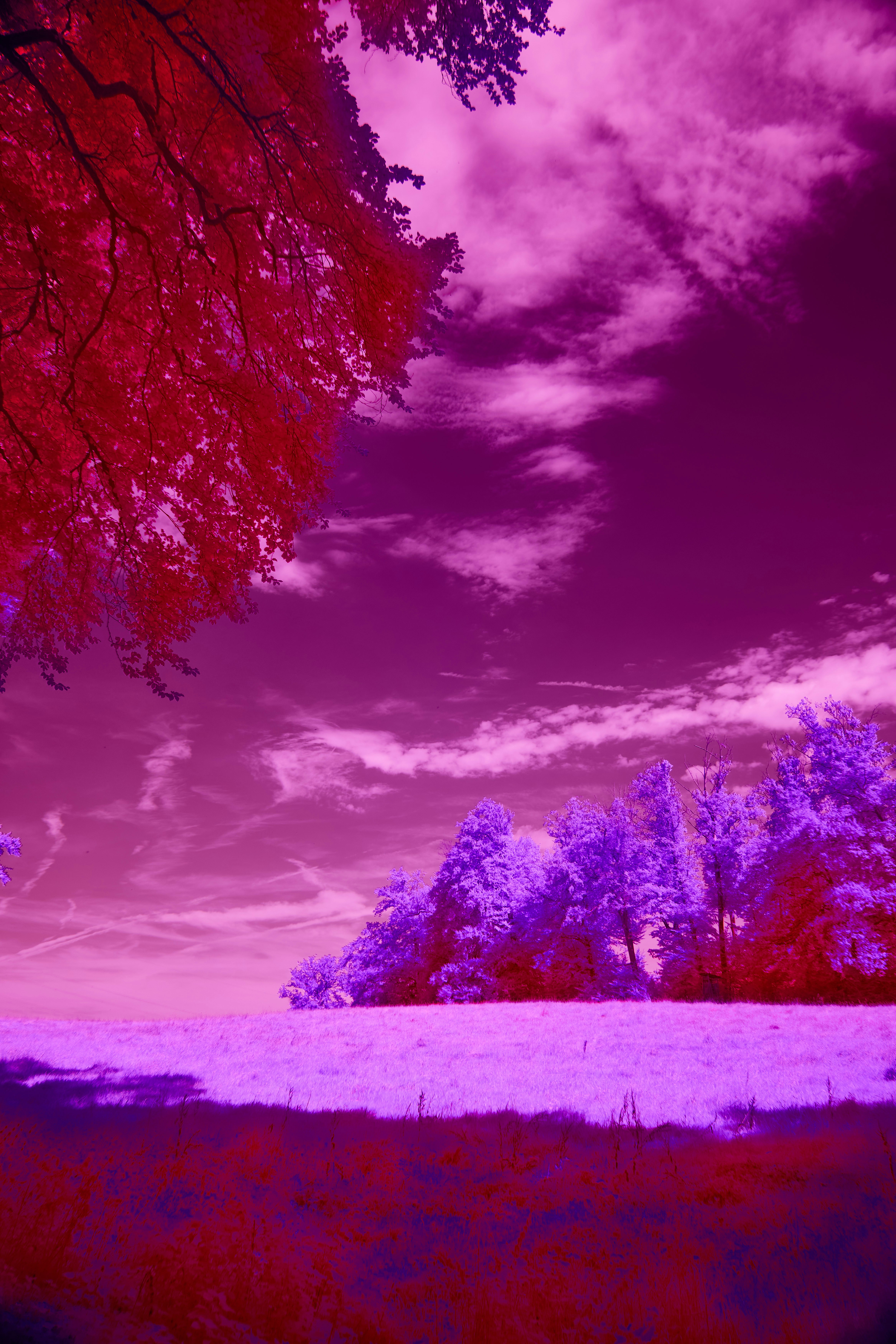 Crimson Canopy Over a Violet Field