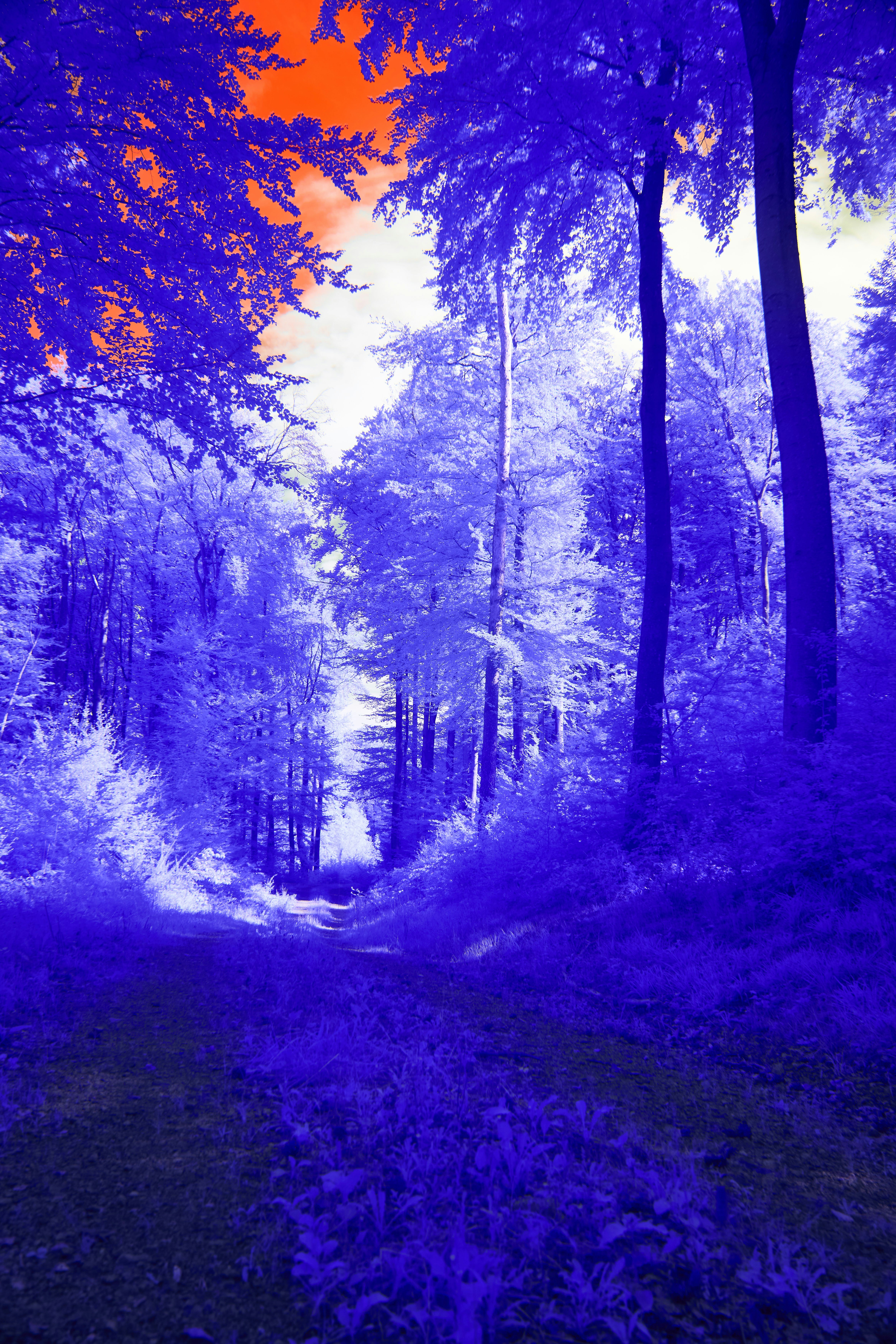 Ultraviolet Woodland Path Under Neon Sky