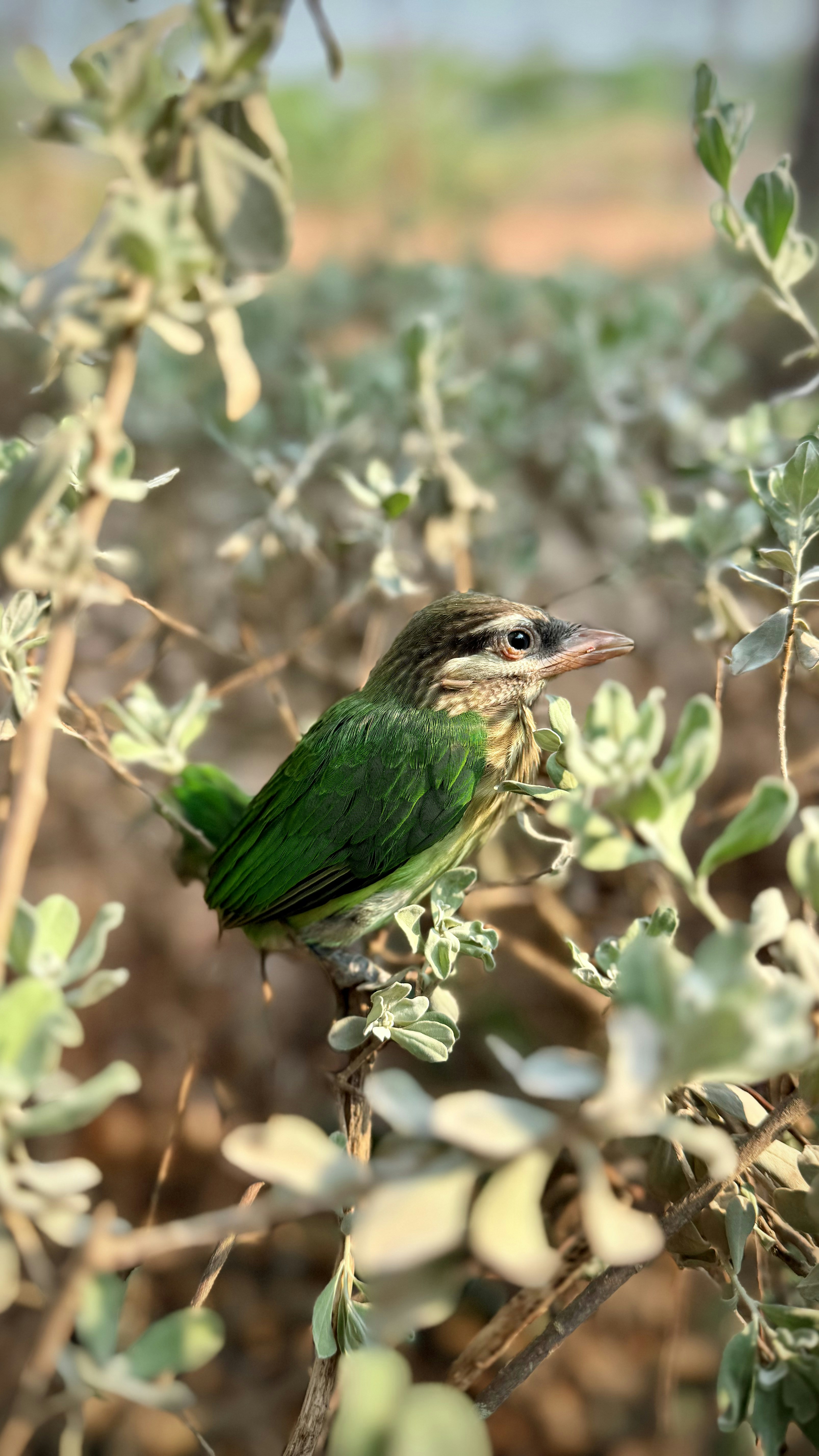Green Warbler on a Desert shrub: a close-up amid sunlit foliage