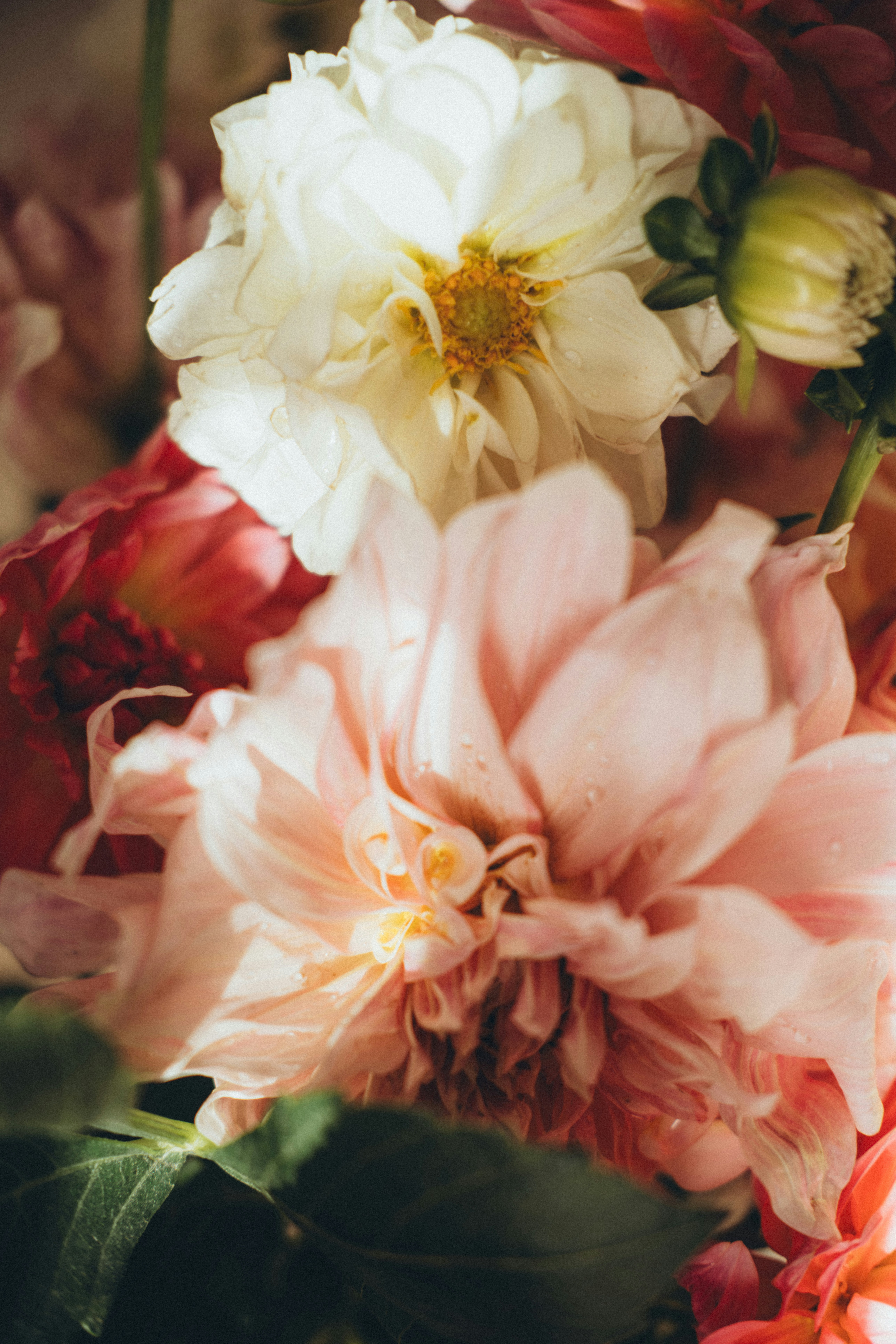 Petals in Focus: Soft Pastels and Creams in Bloom