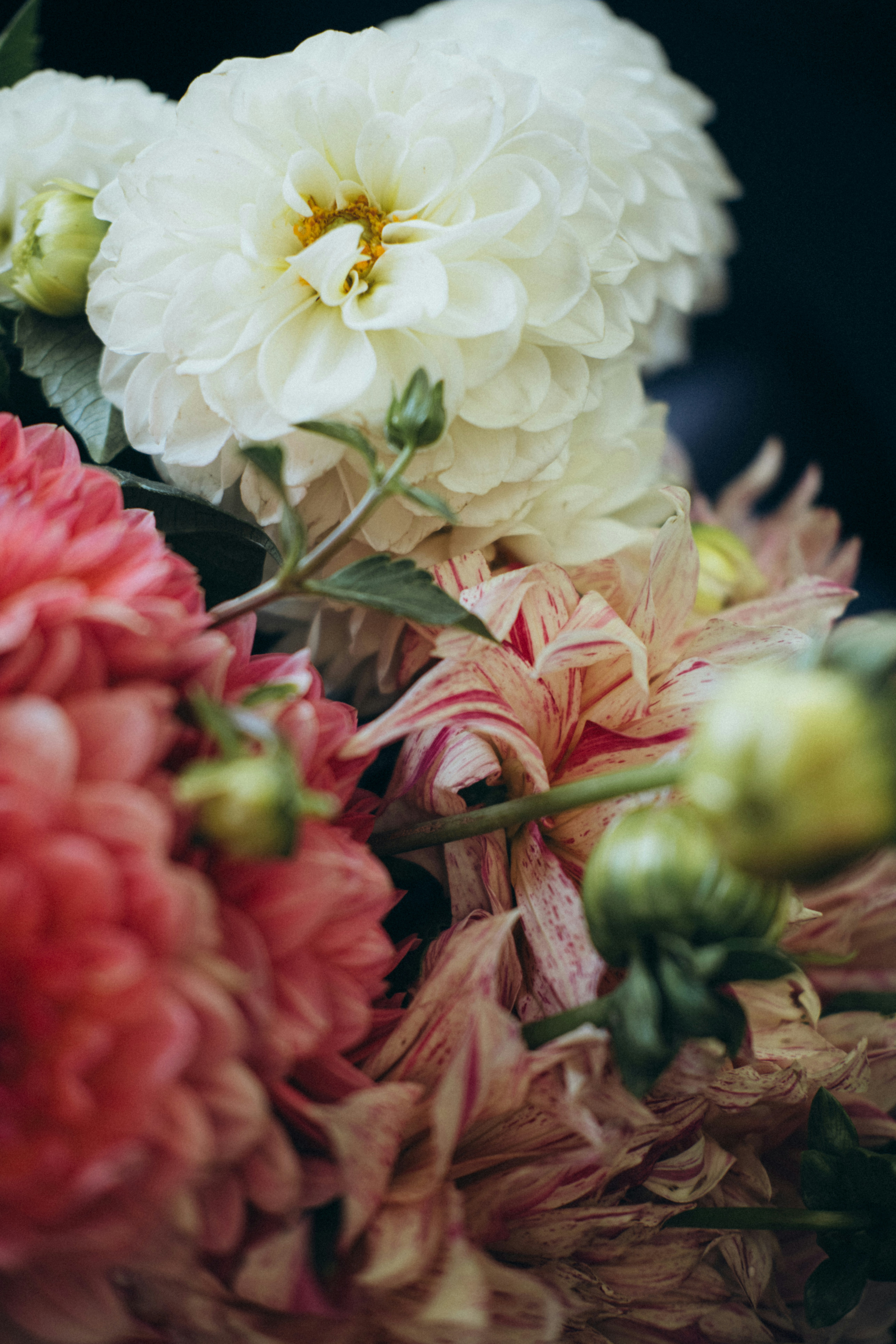 White Dahlia Reigning Among Blush Petals