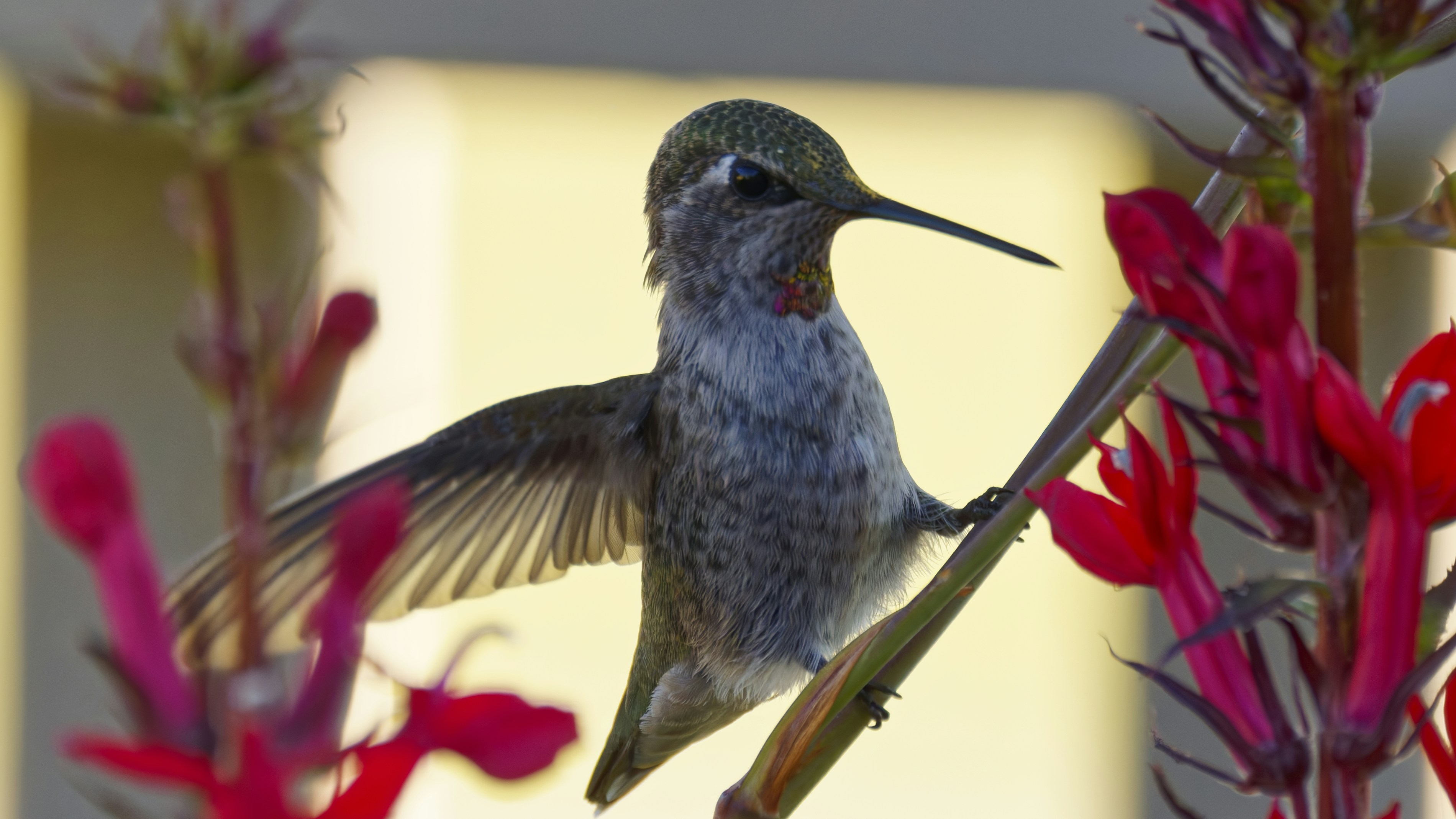 Hummingbird Hover: A Quiet Moment Among Scarlet Blooms