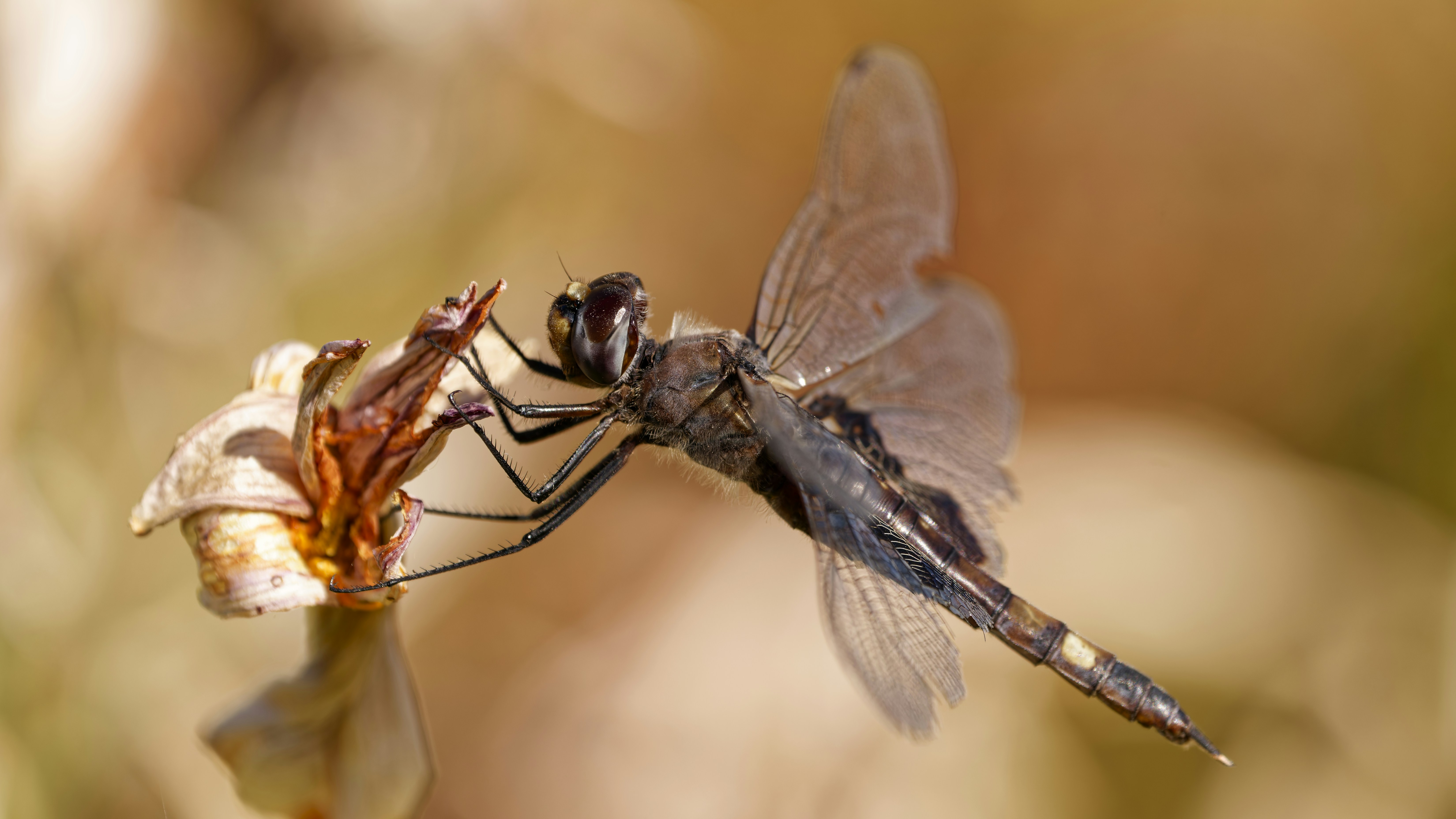 A dark dragonfly perched on a withered flower against a soft golden background