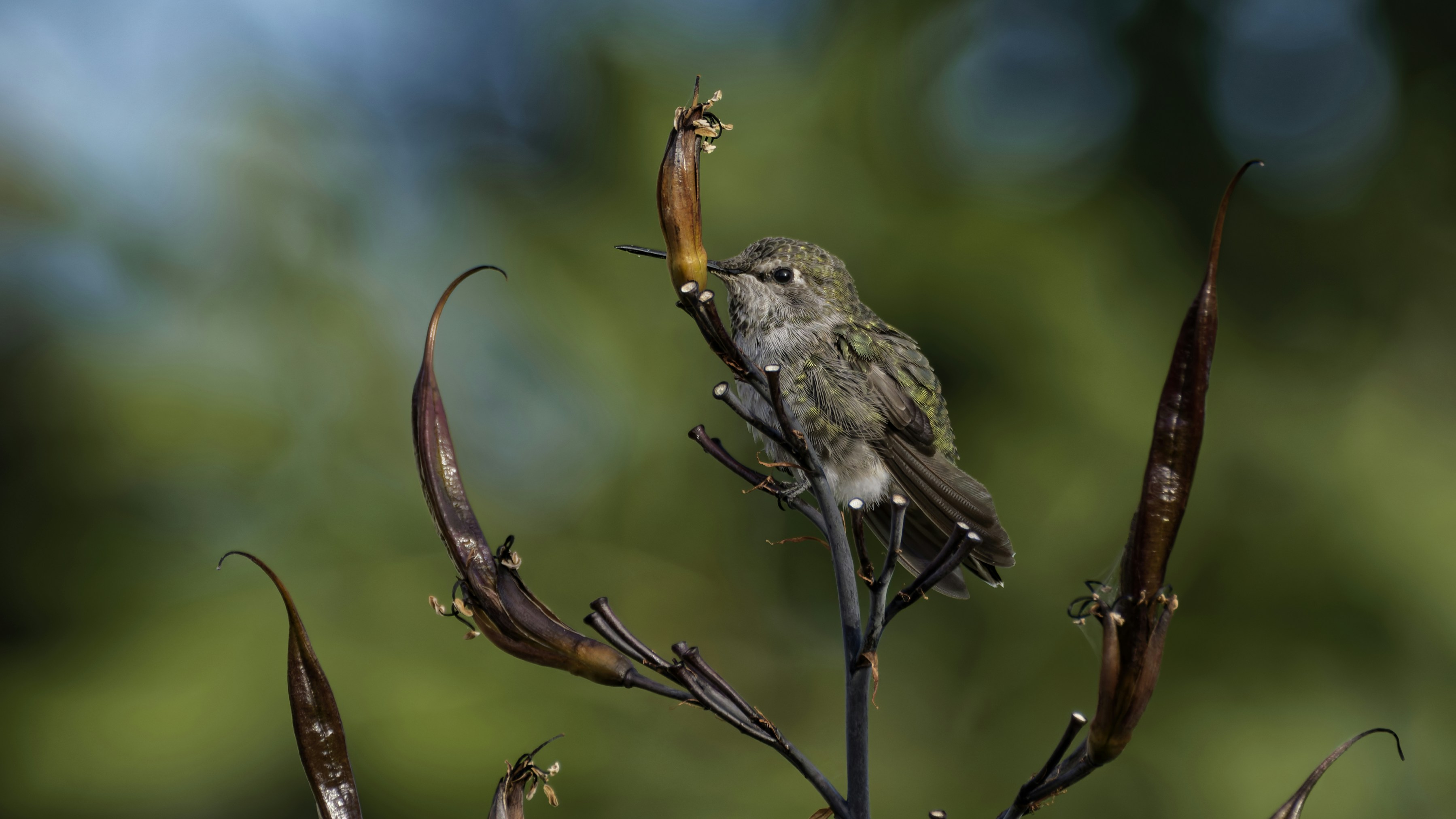 Mute Feathered Hunter on a Twig of Silence