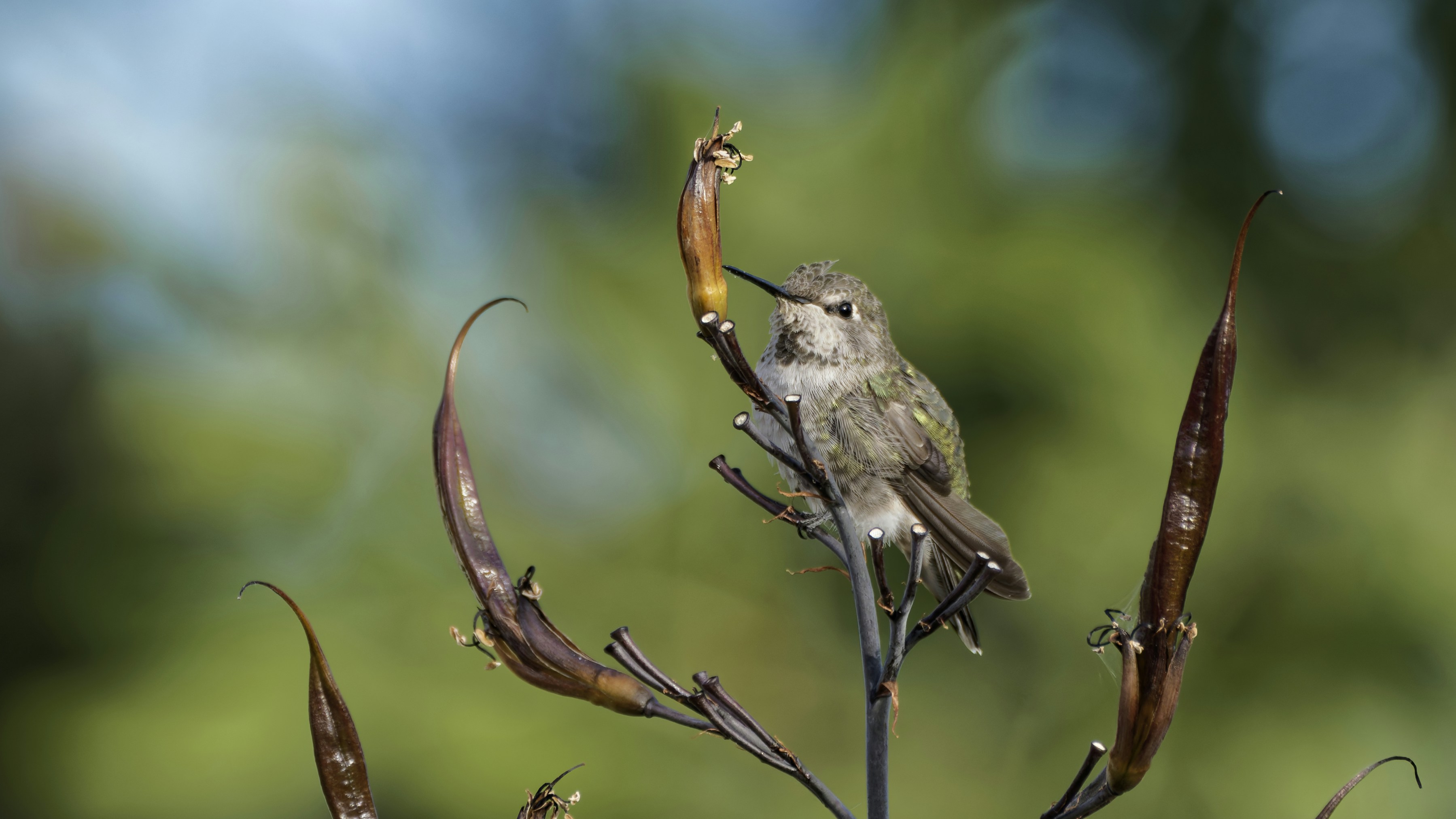 Tiny Perch: A Patient Warbler Commands a Branch
