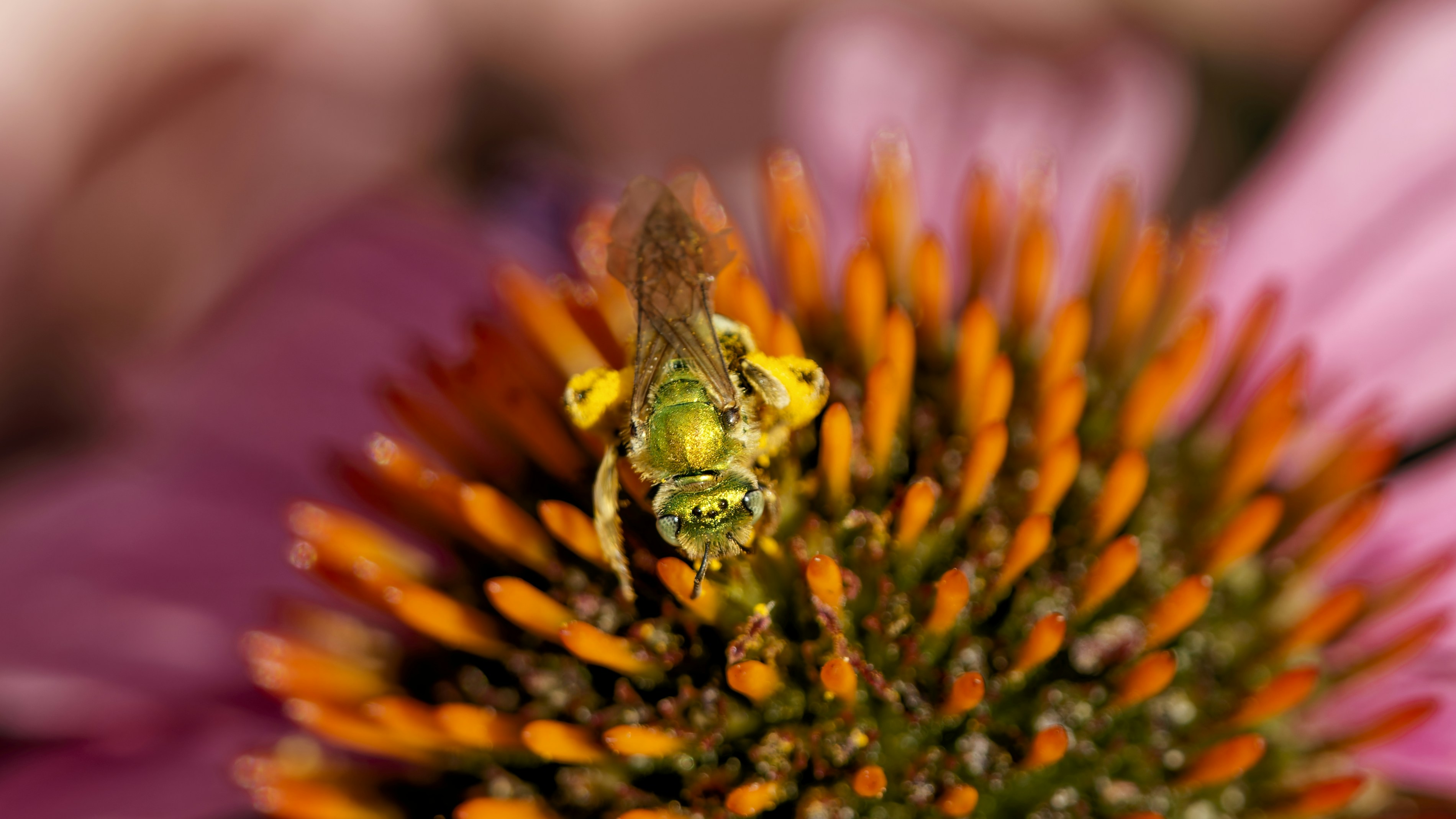 Tiny Green Beetle, Bold Center on a Flower Secret Garden