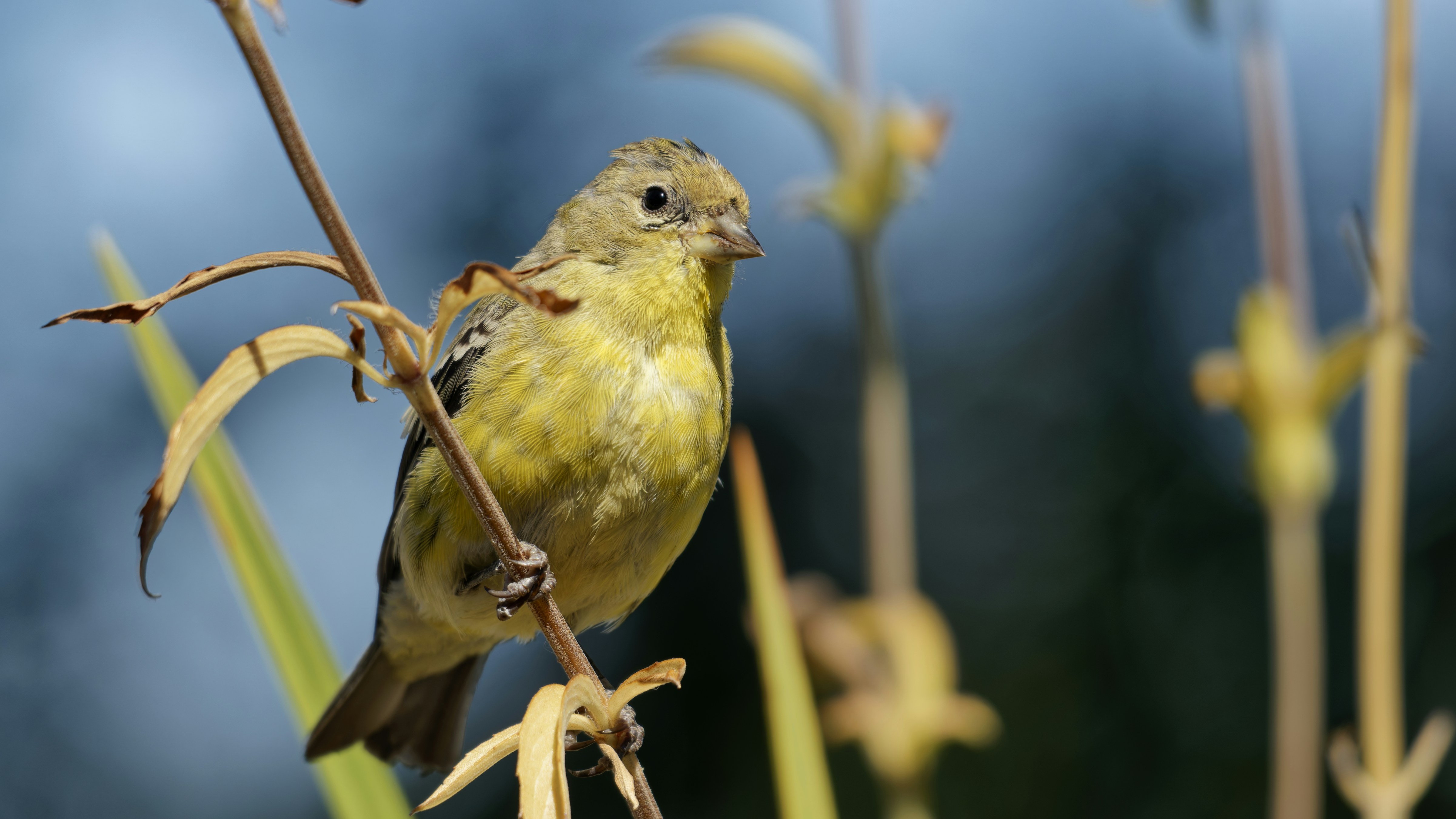 Amber Quiver: A Yellow Warbler Amid Autumn Stems