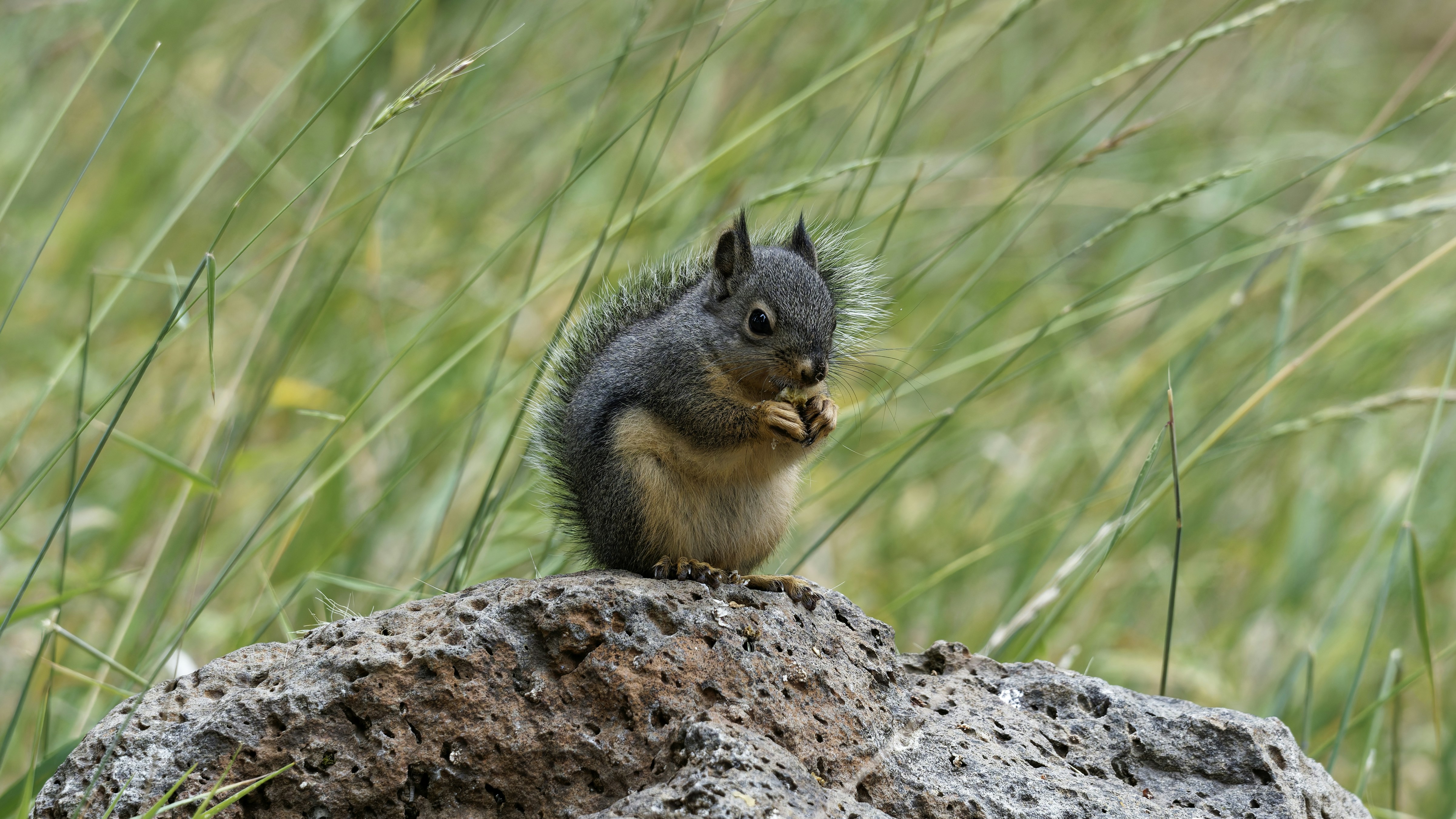 Squirrel on a Weathered Stone: Snack Pause in a Meadow