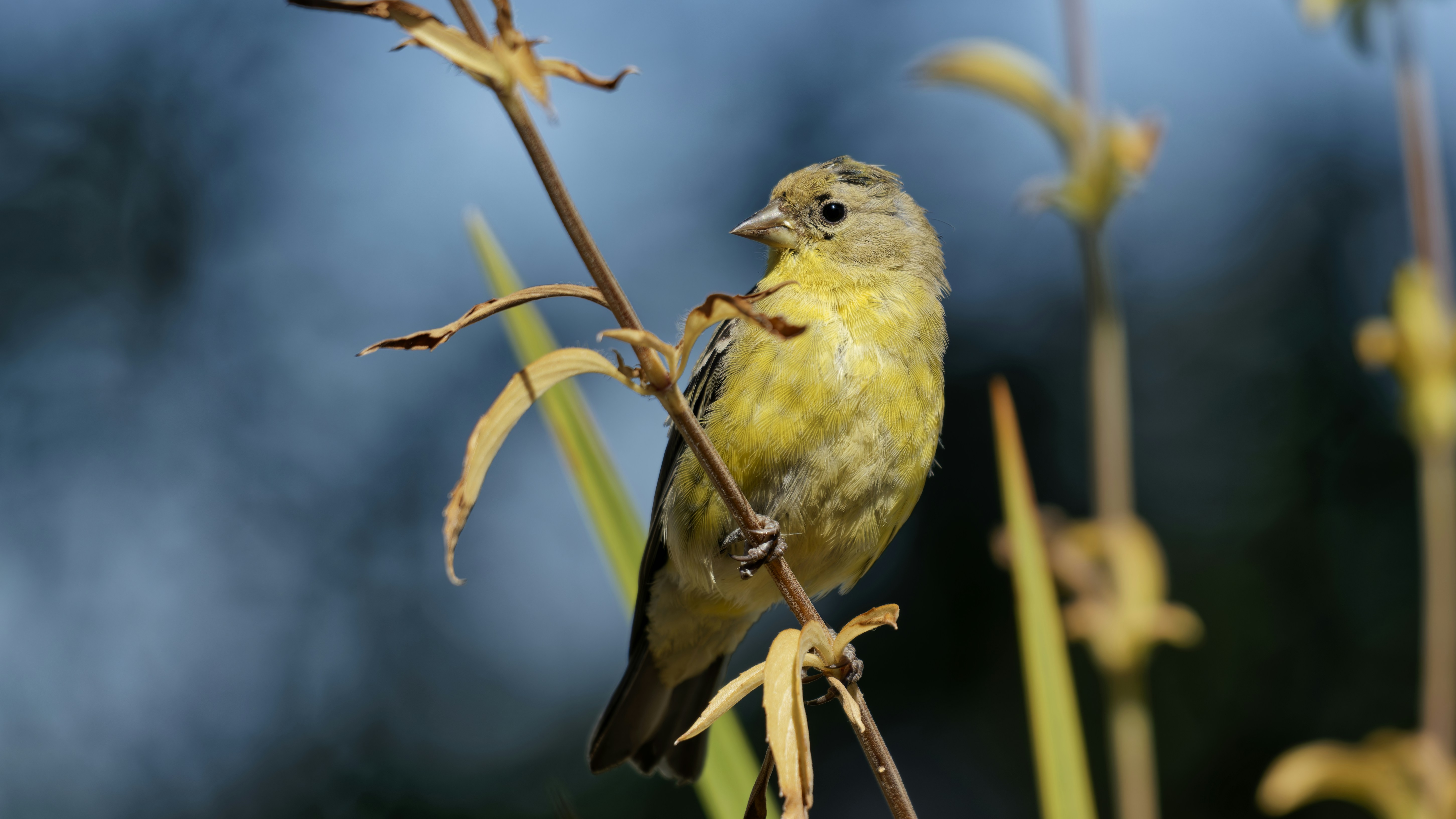 Golden Finch on a Withered Stem in Soft Focus