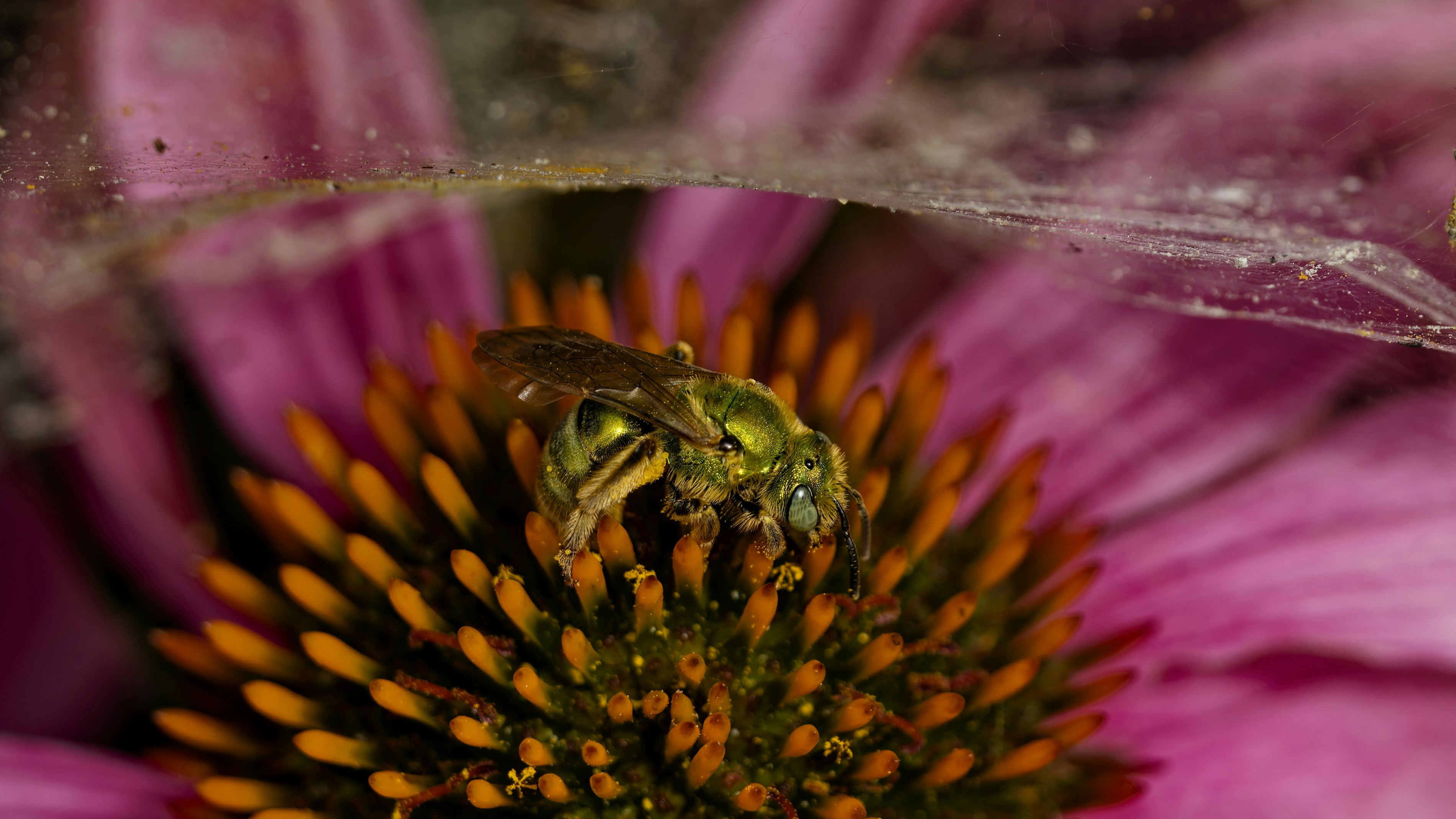 Emerald Bee on a Velvet Purple Bloom