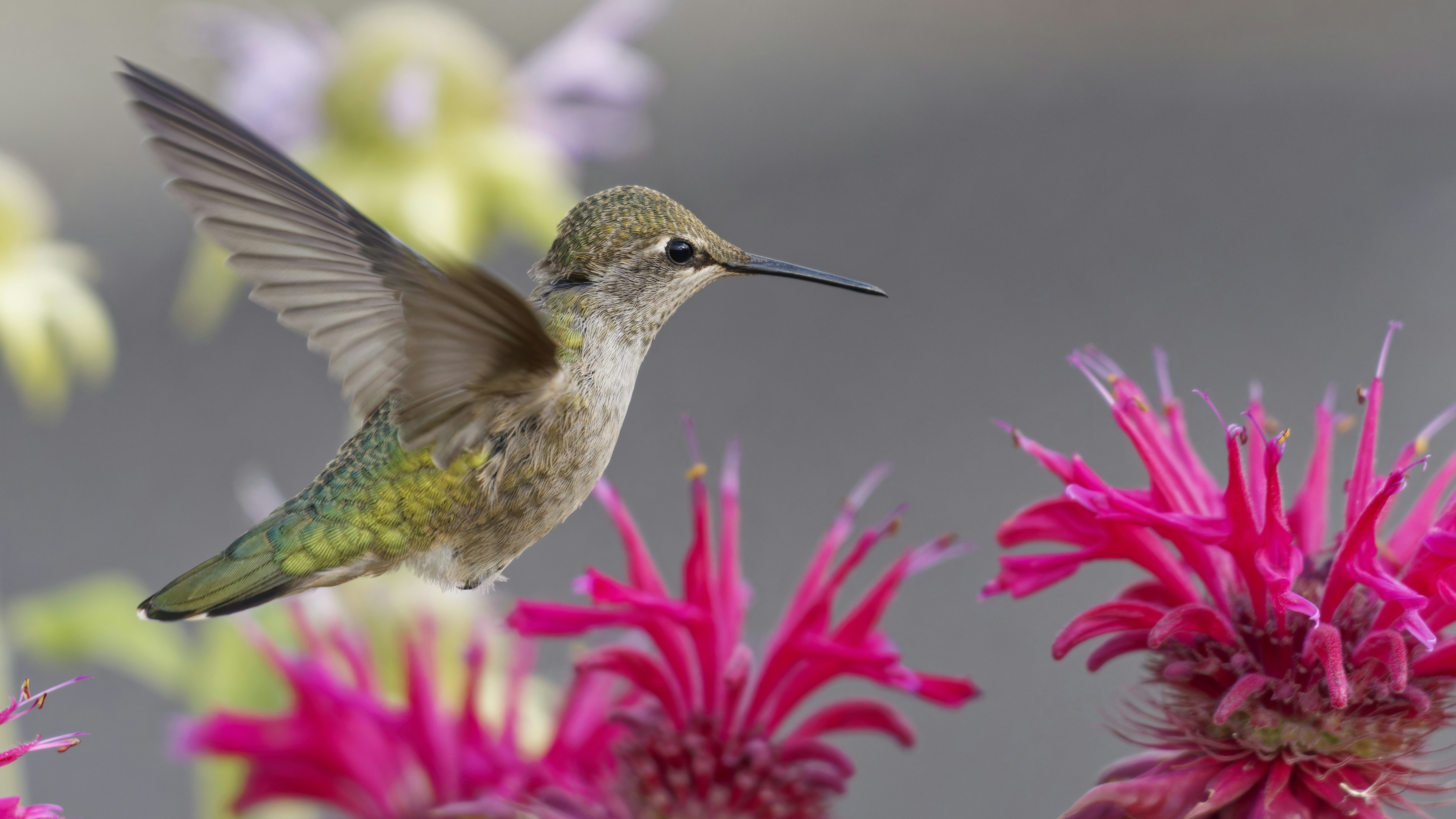Emerald Hover: A Hummingbird Framed by Magenta Blooms