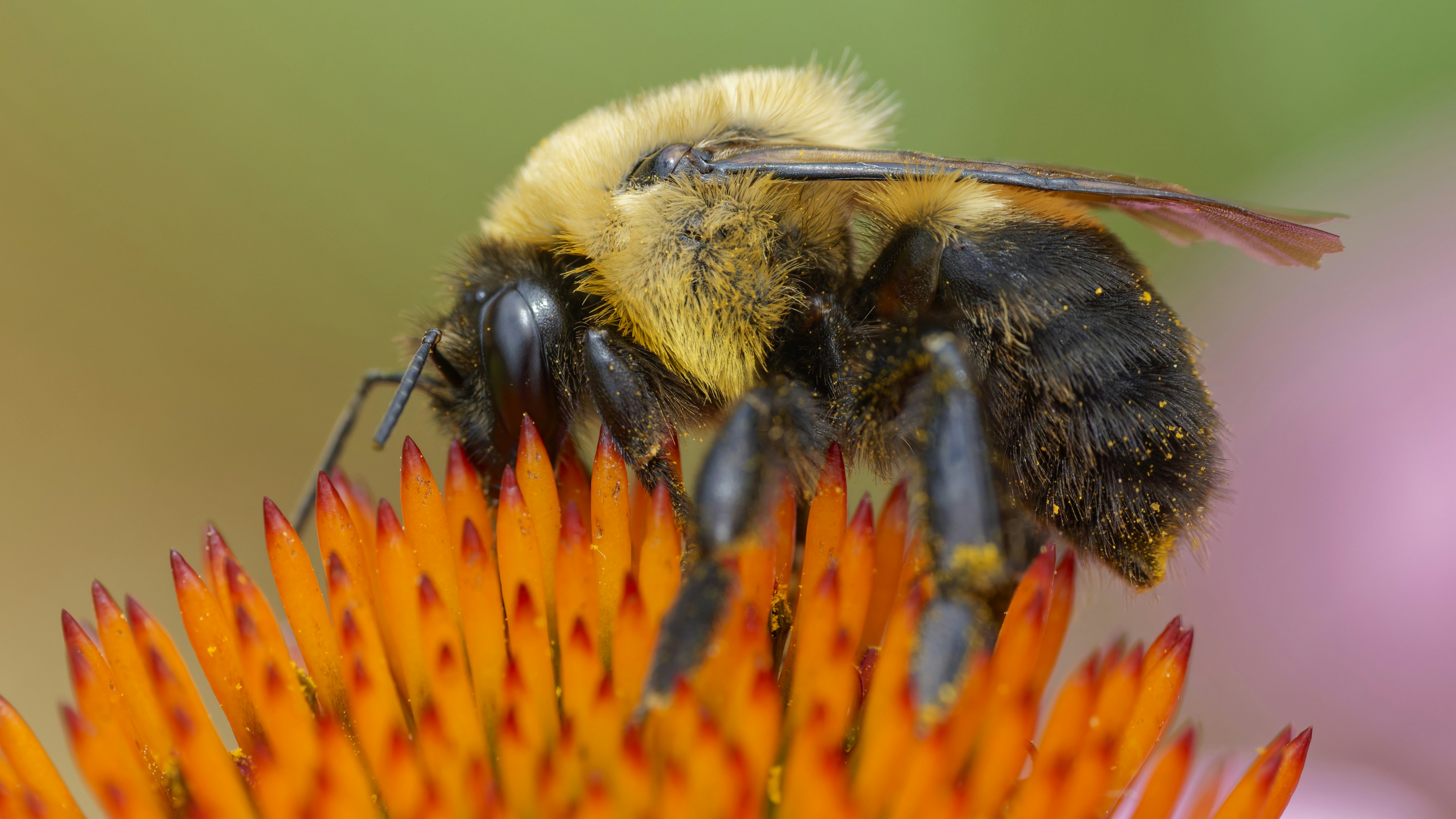 A close-up of a bumblebee perched on a vibrant orange coneflower, capturing intricate fur texture and pollen detail in sharp focus against a softly blurred background.