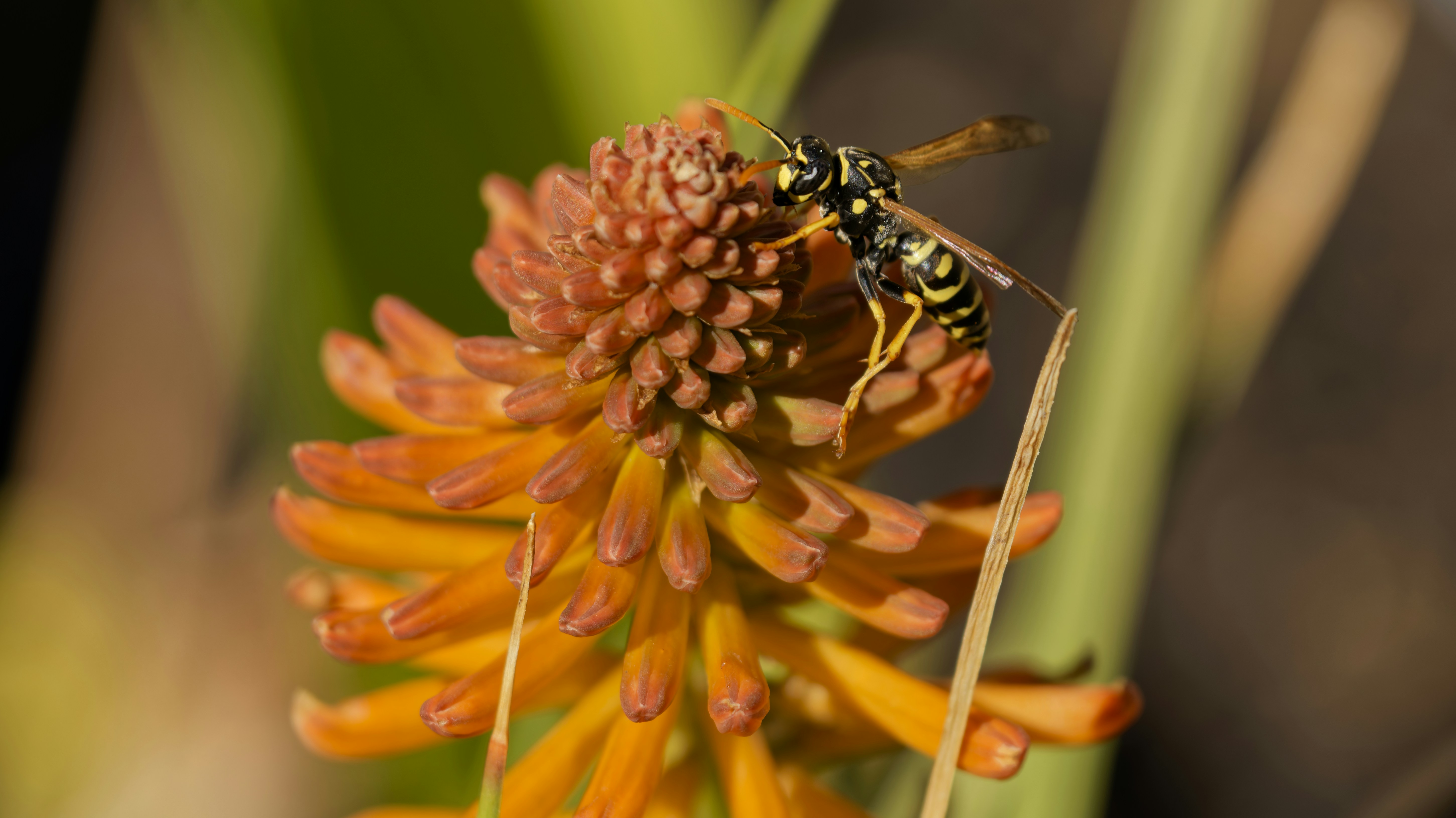 A yellow and black wasp on a vibrant orange torch lily flower