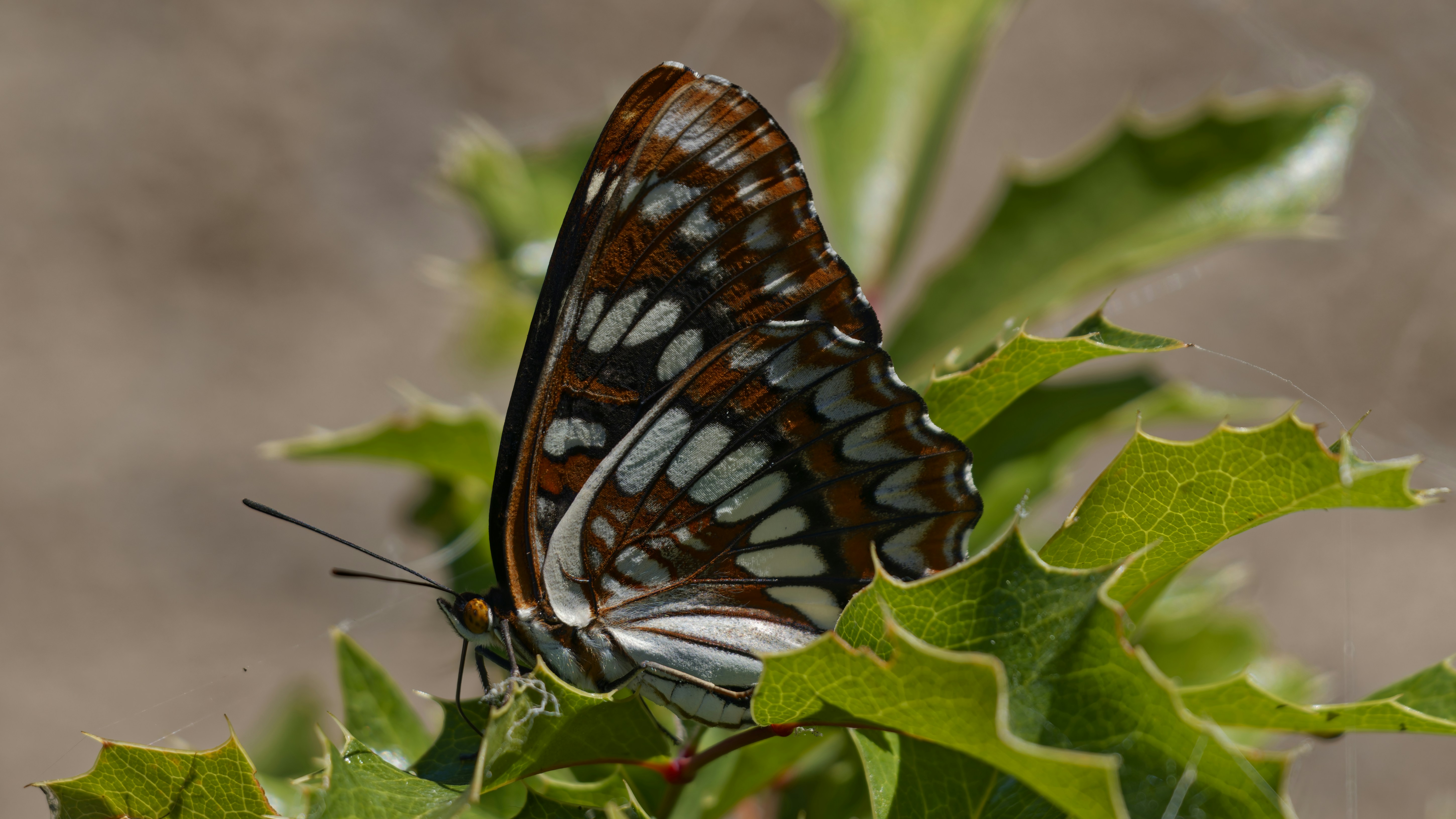 Winged Pattern: A butterfly resting on jagged holly leaves