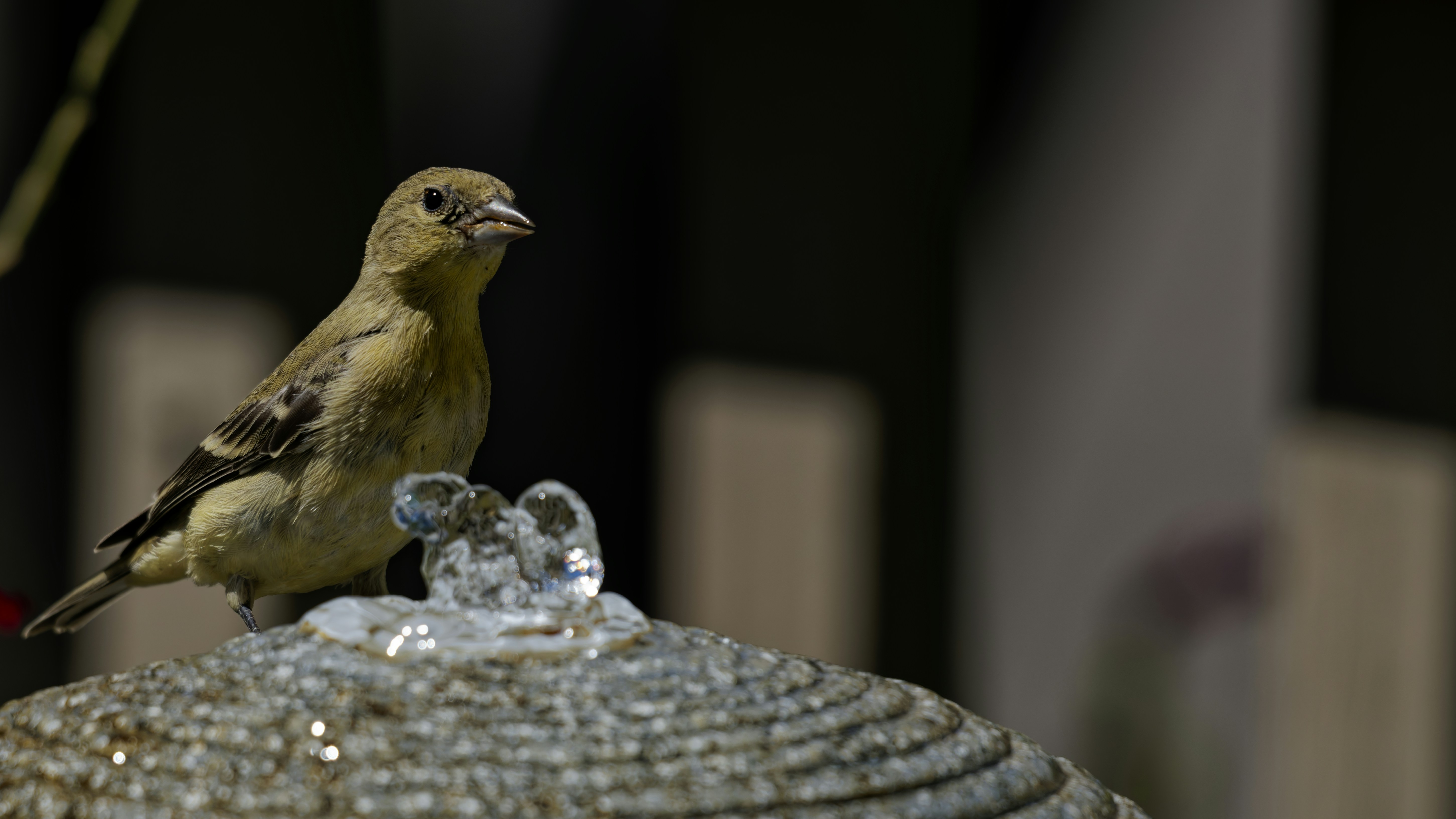 Juvenile Bird Perched on Frosted Water Feature at Dusk
