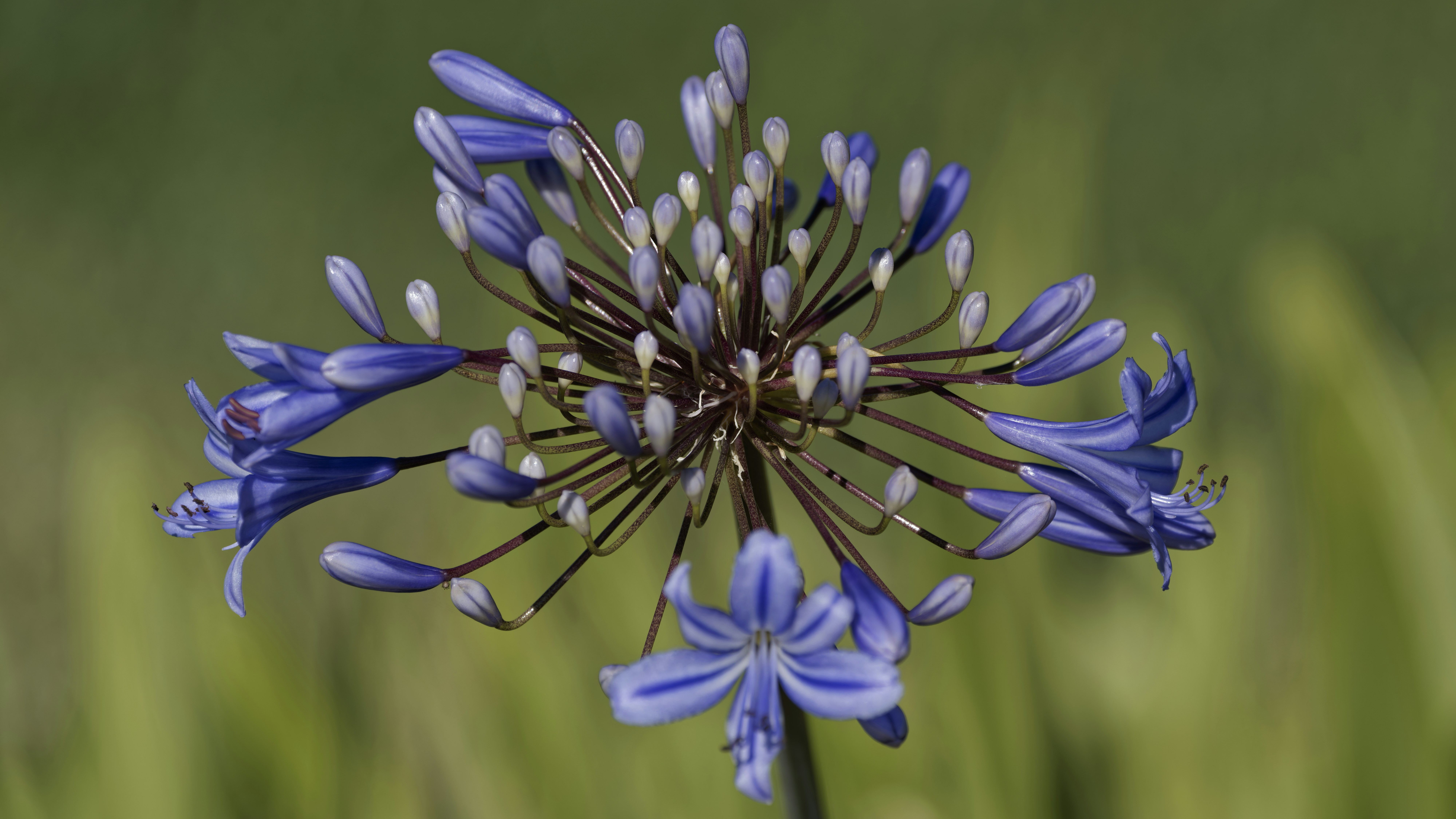 Azure Crown: A Blue Allium in Focus