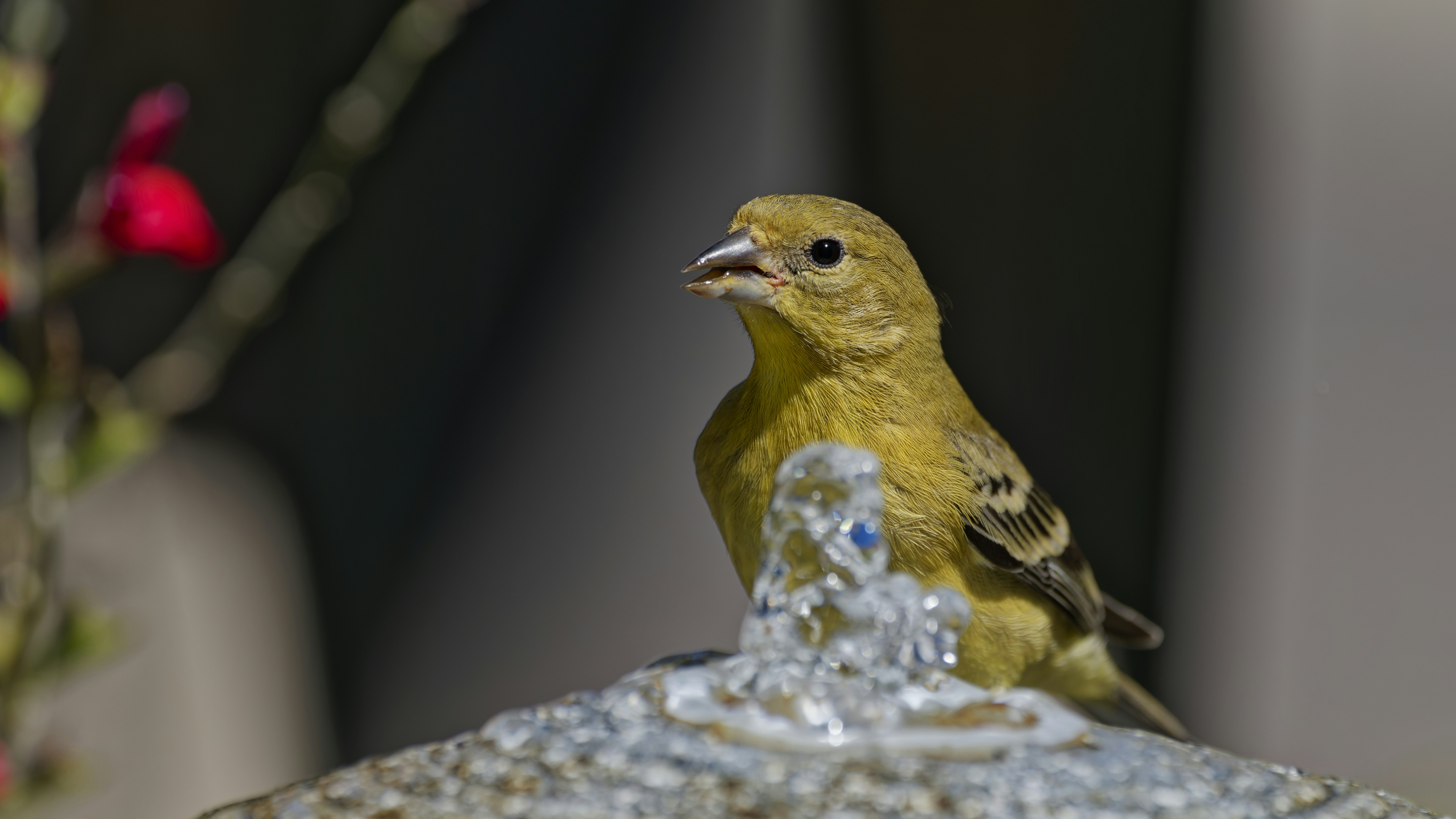 Golden Warbler Perched on a Water Feature