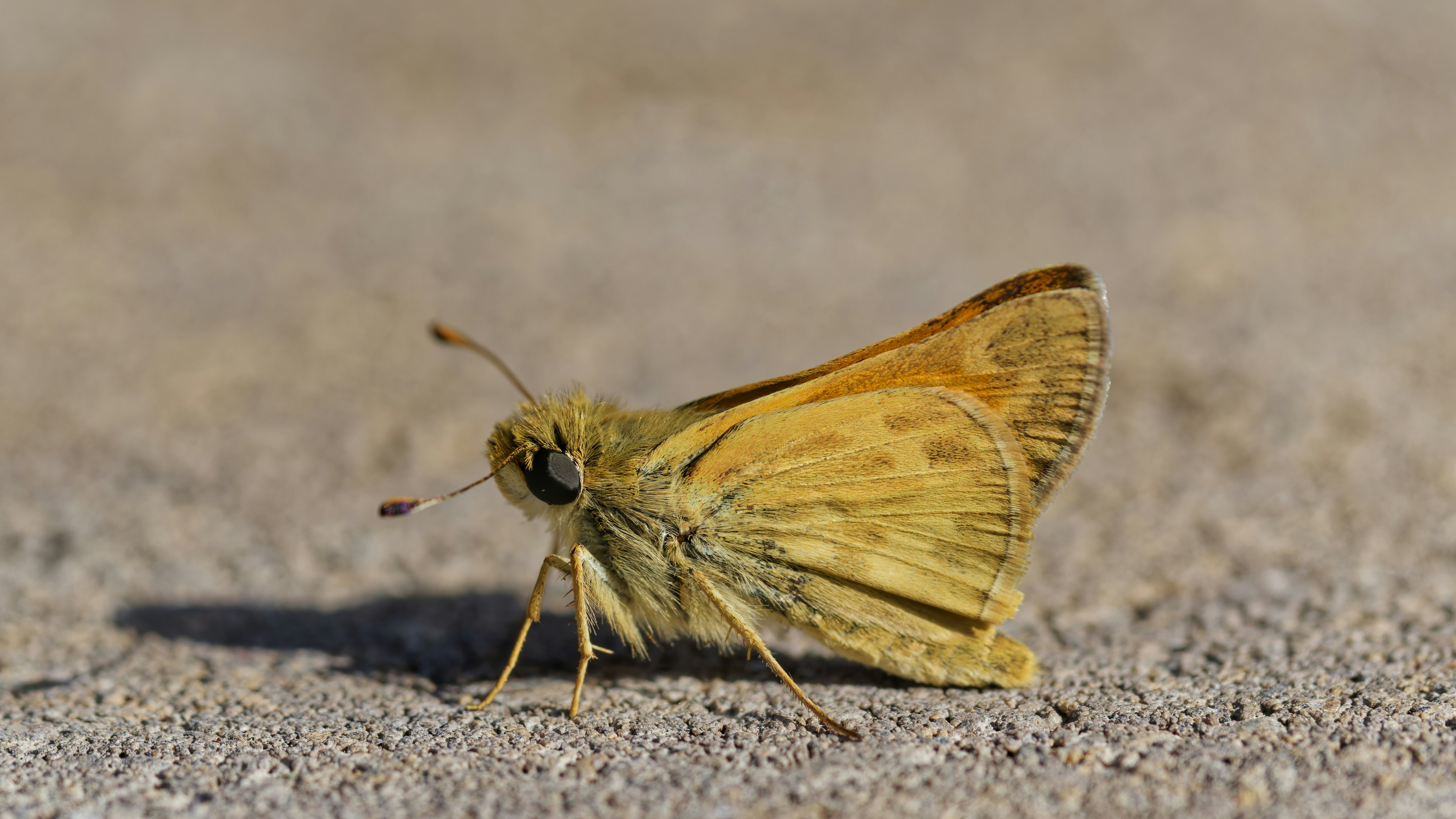 Desert Sunrise Skipper: a tiny orange butterfly resting on granular sand