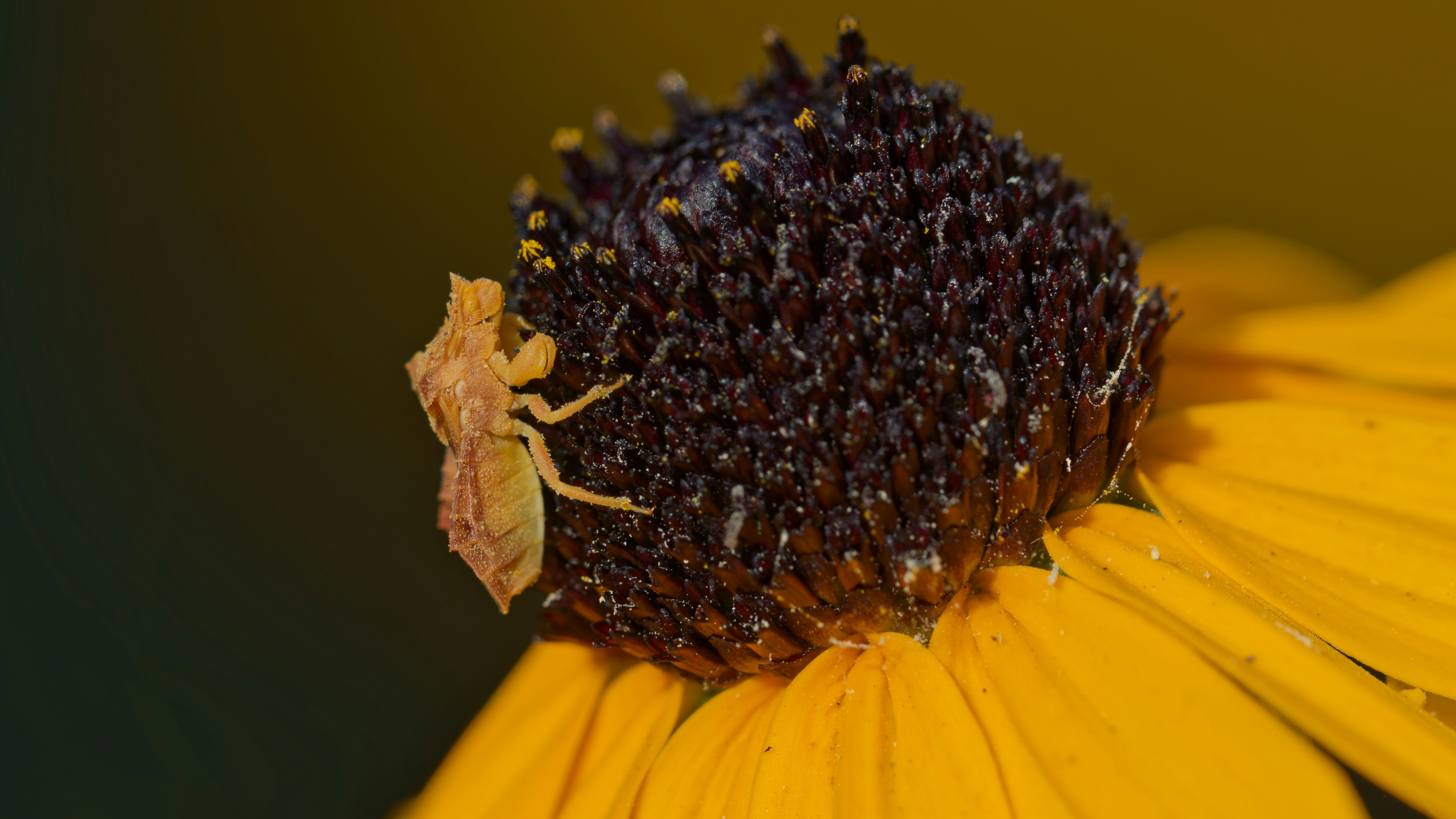 A Tiny Hermit Stages a Stay on a Sunlit Center Bloom