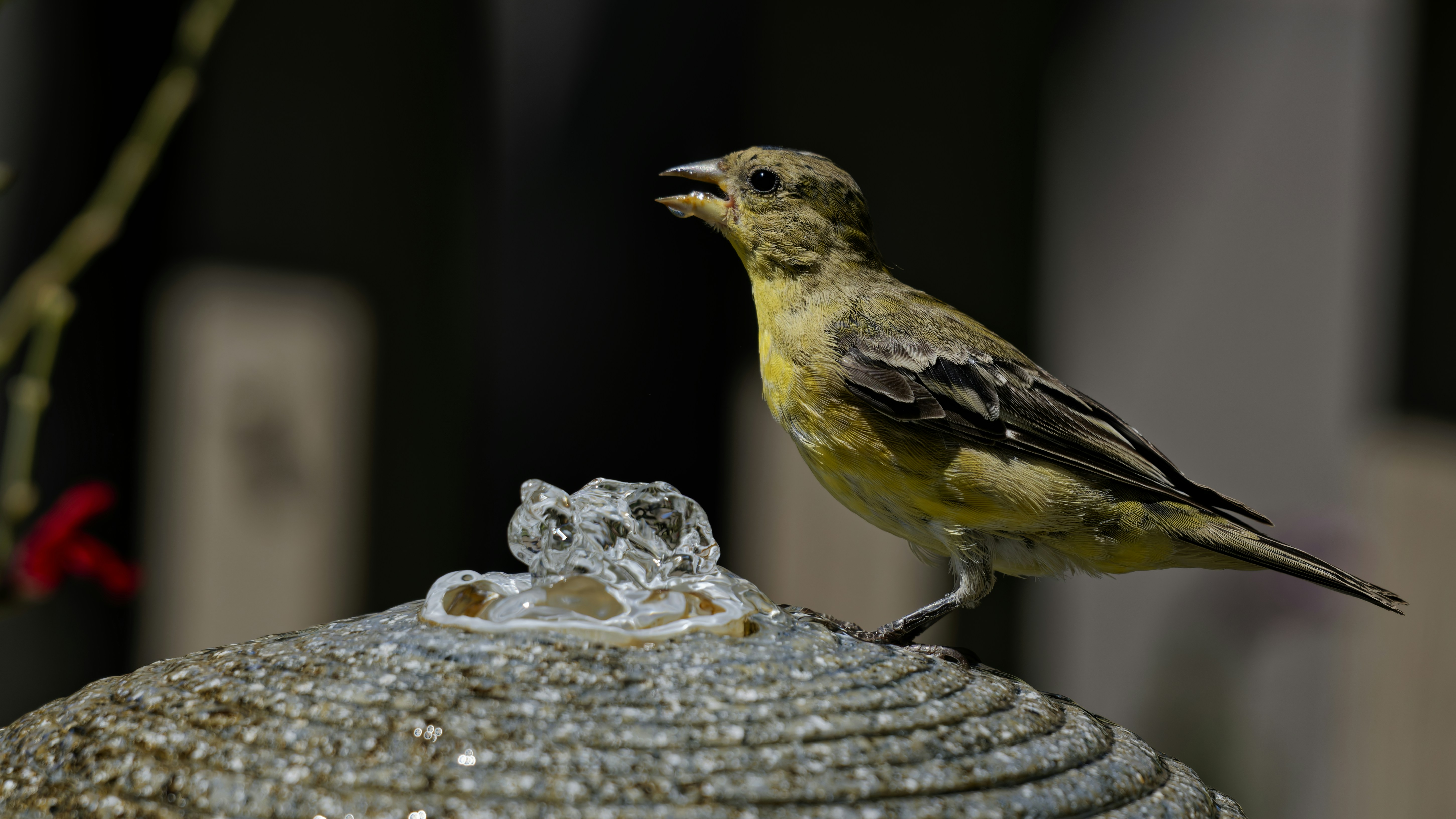 Yellow-breasted Warbler on a Frosted Roof Spire