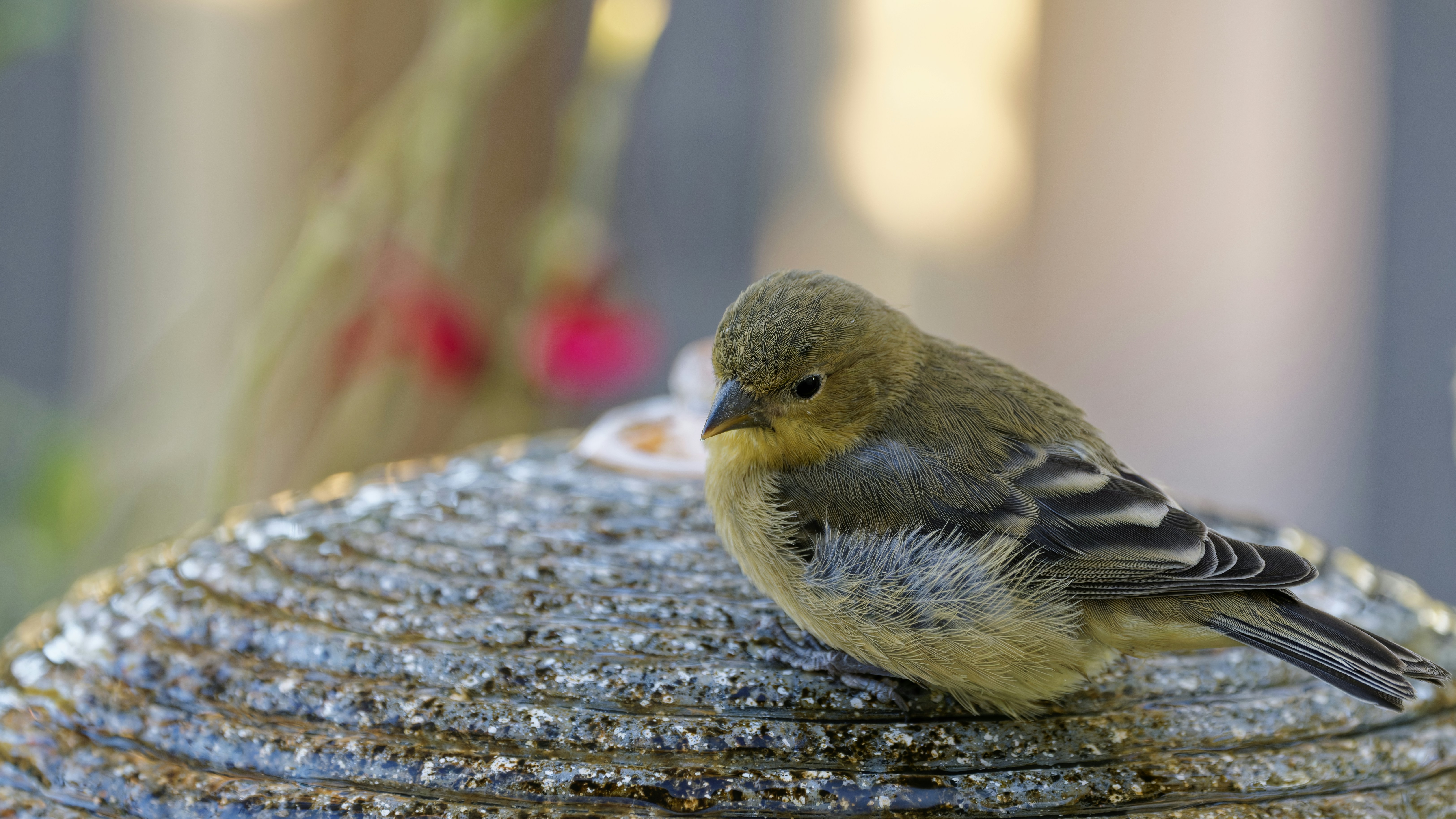 Tiny Orchard Guest: A Finch Perched on a Gravel-Topped Lid