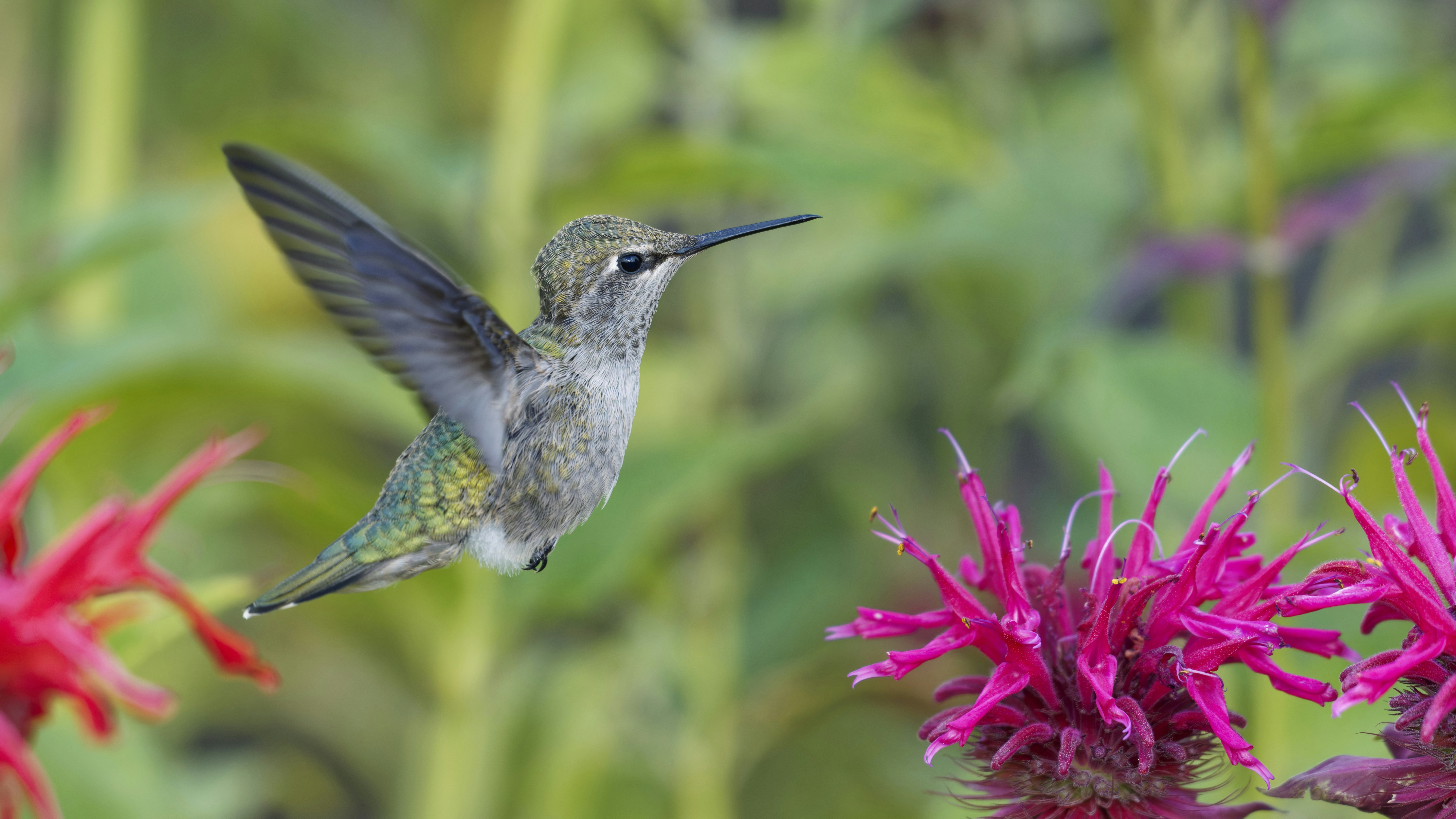 Midair Pause: A Hummingbird Between Coral Bloom and Green Backdrop