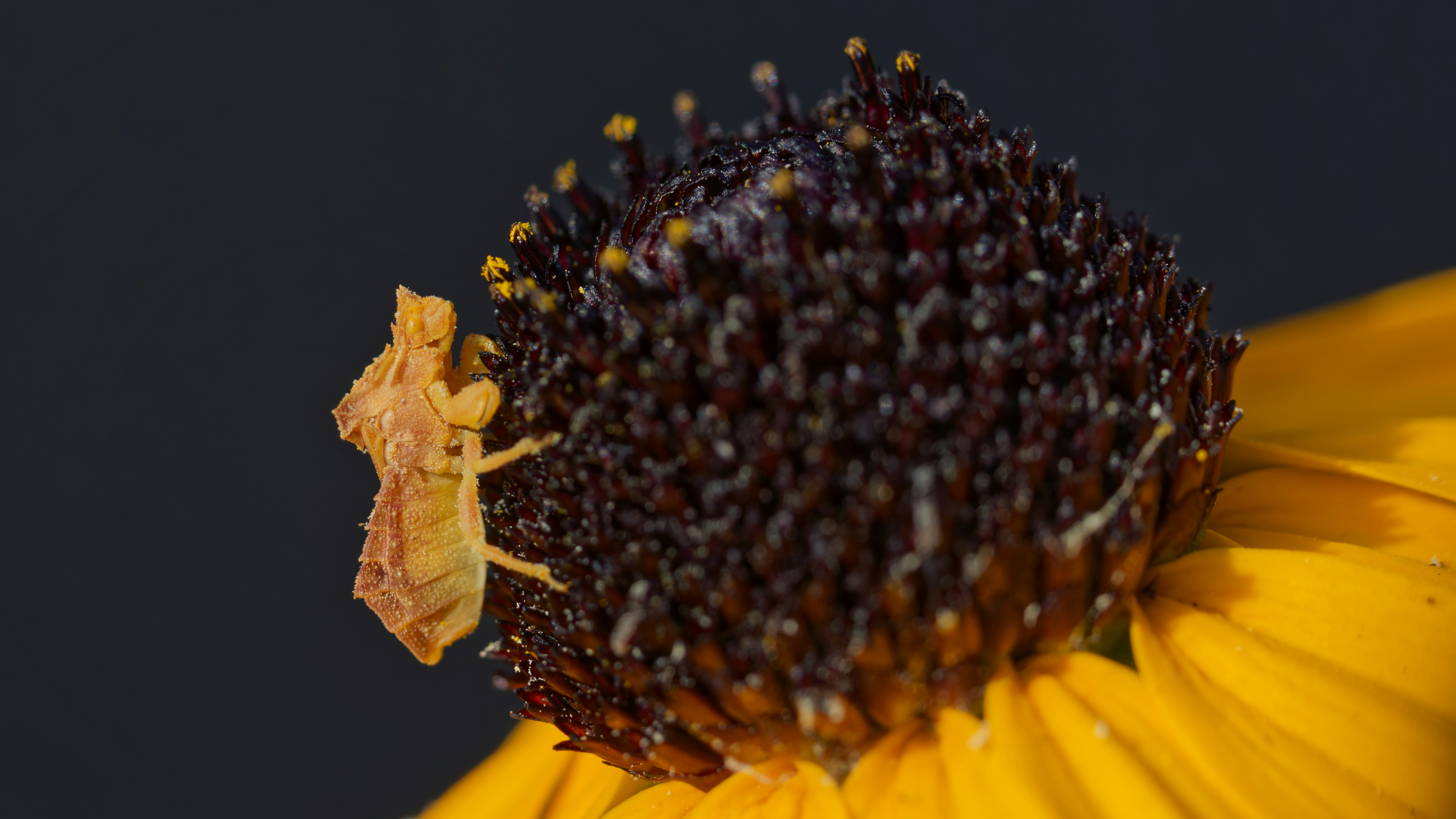 Battle-Scarred Insect on a Sunlit Coneflower