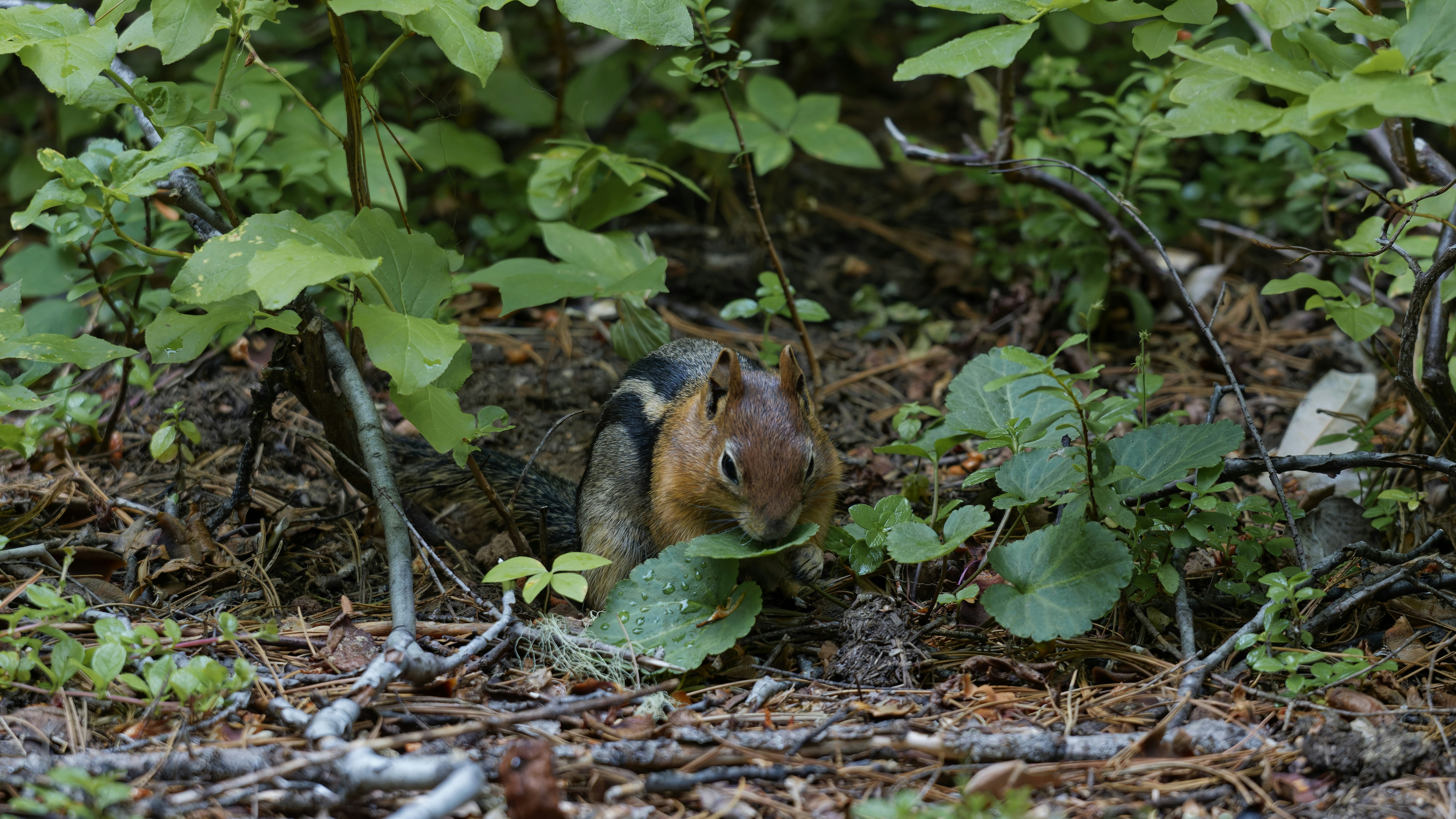 Ambush in the Leafy Understory: A Squirrel Pause