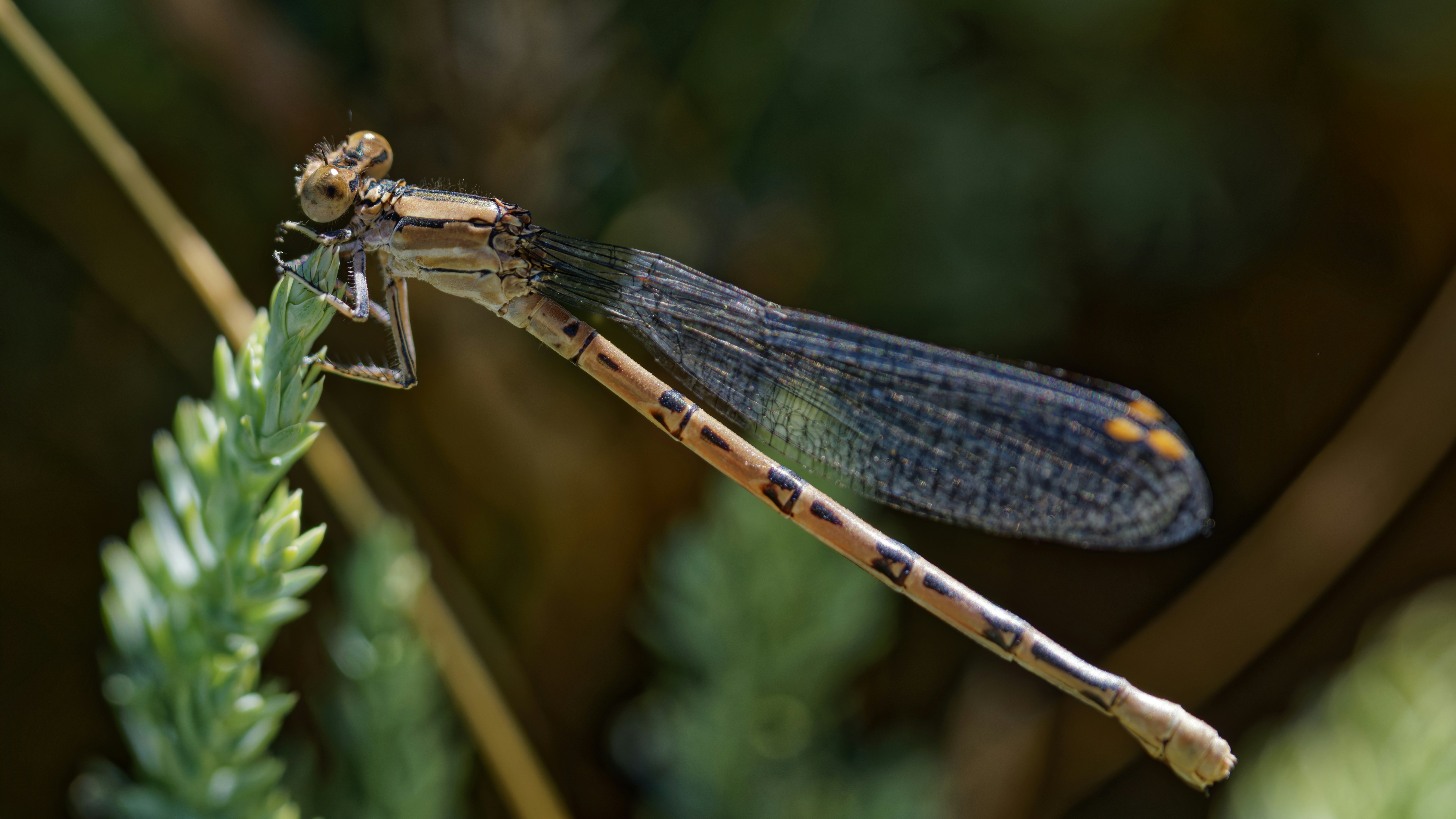 Amber-Striped Dragonfly Perched Amid Greenery