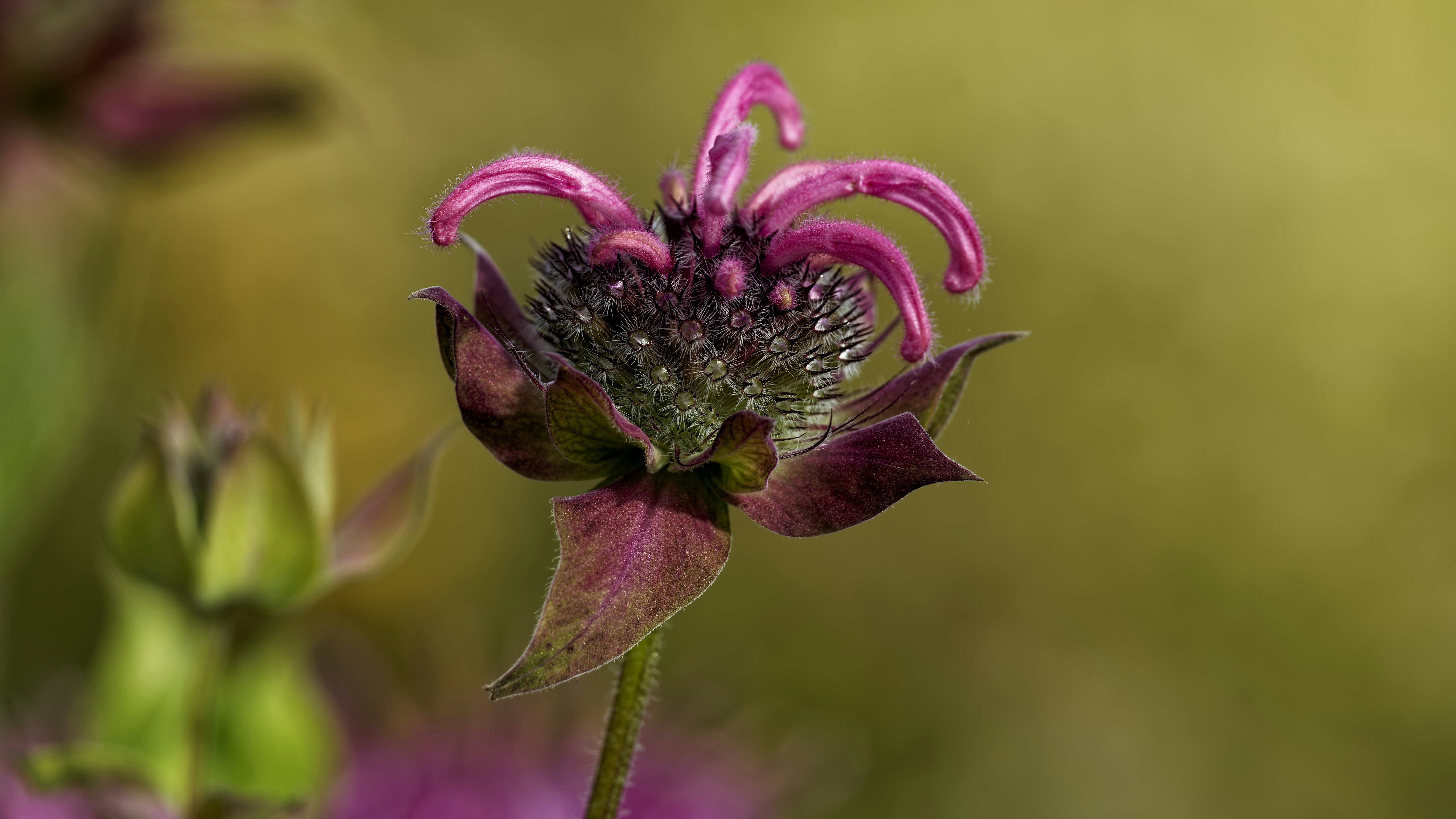 Magenta Bloom Unfolding Against a Soft Amber Backdrop