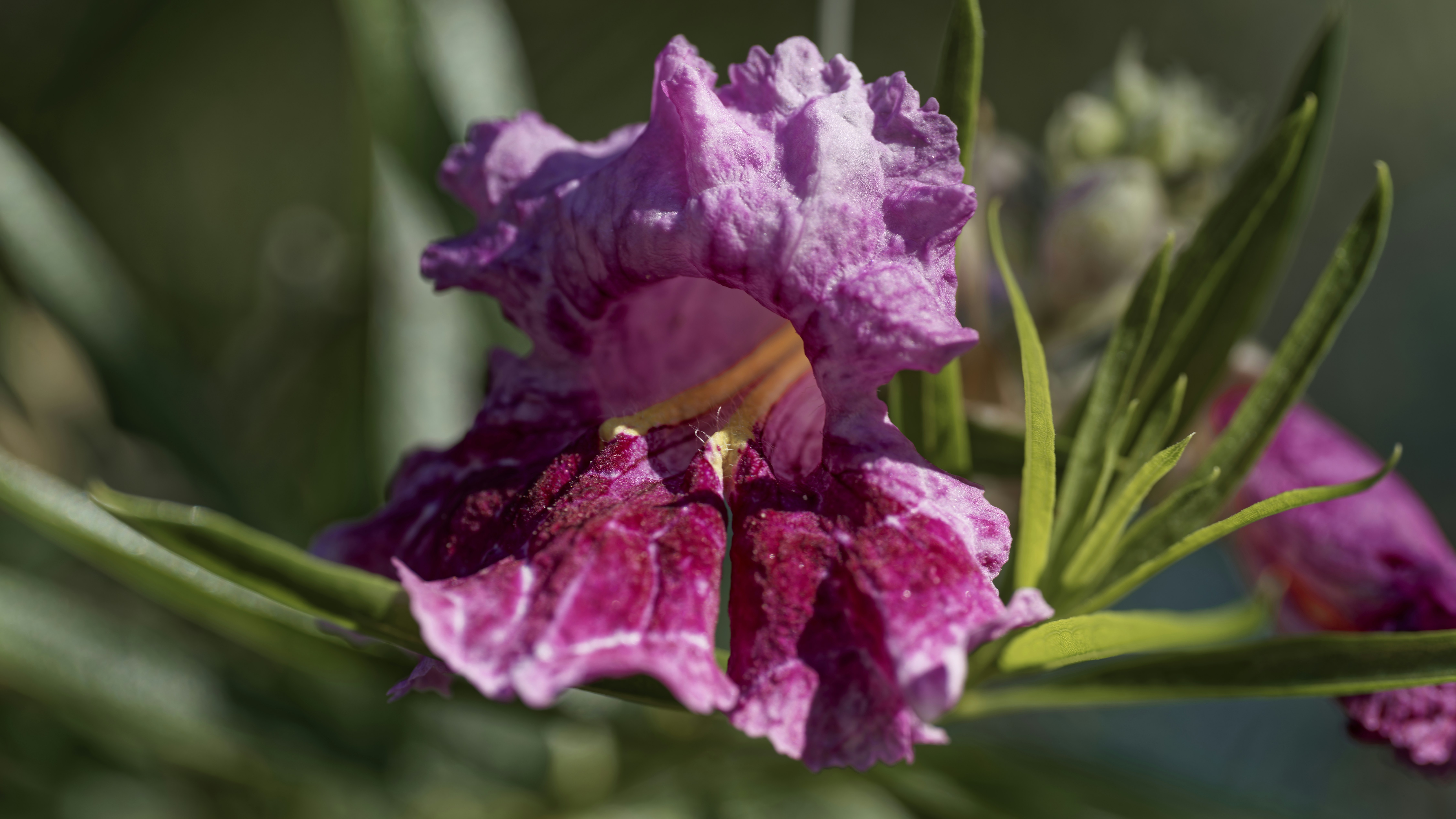 Petal Edge Portrait: Close-up of a Velvet Pink Bloom