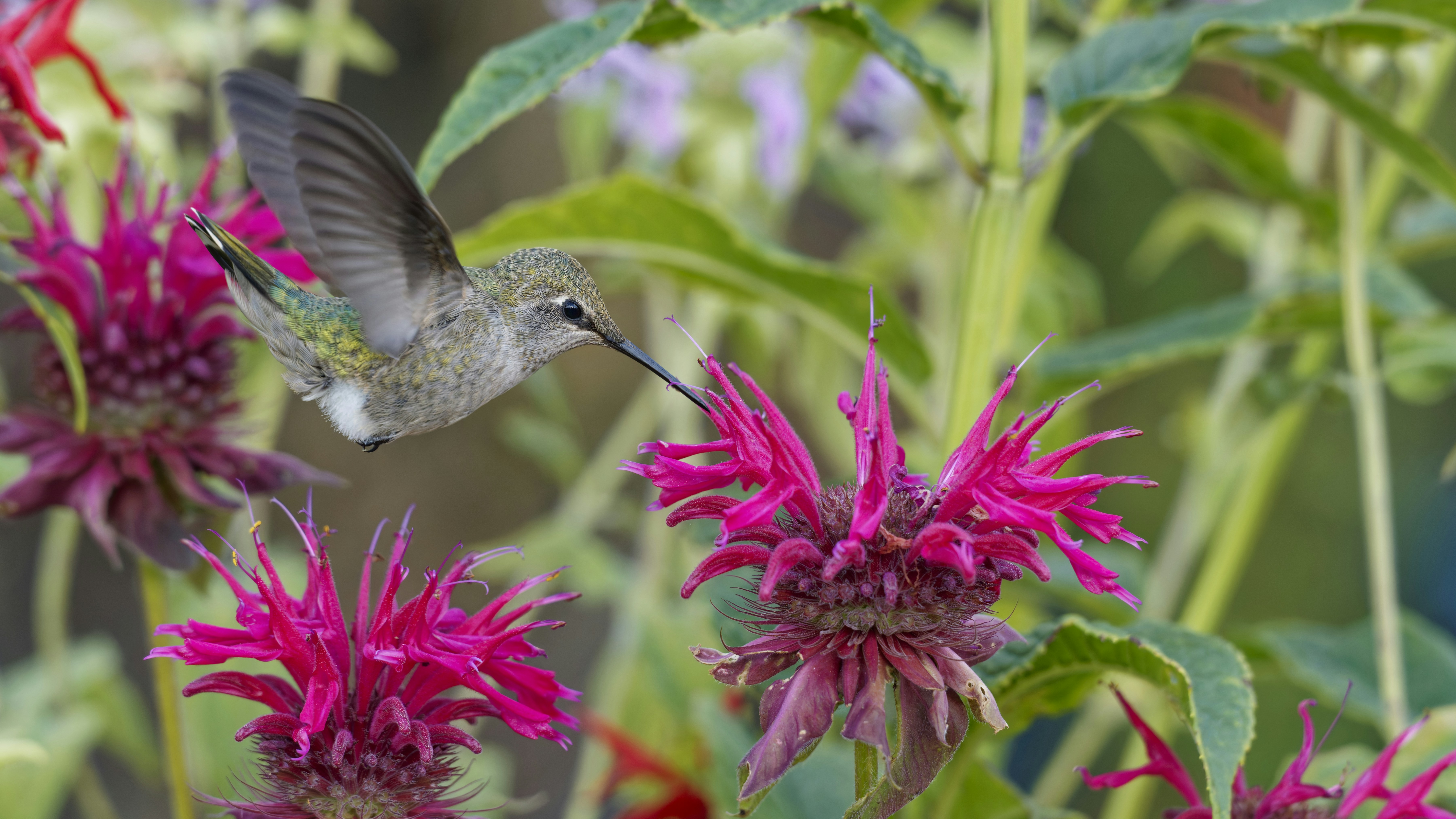 Hummingbird in a Magenta Bloom Ballet