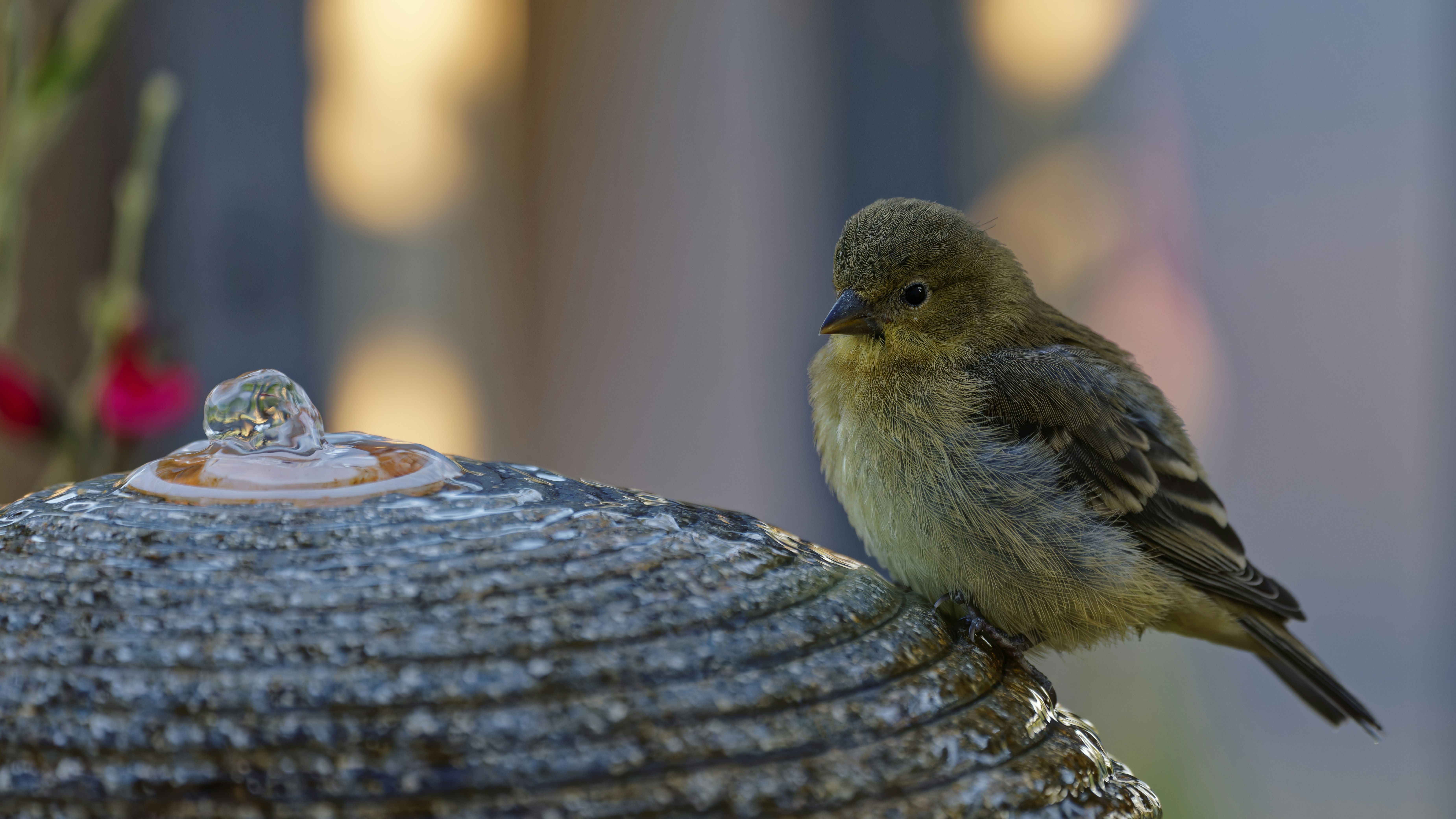 Little Warbler on a Shimmering Birdbath Top