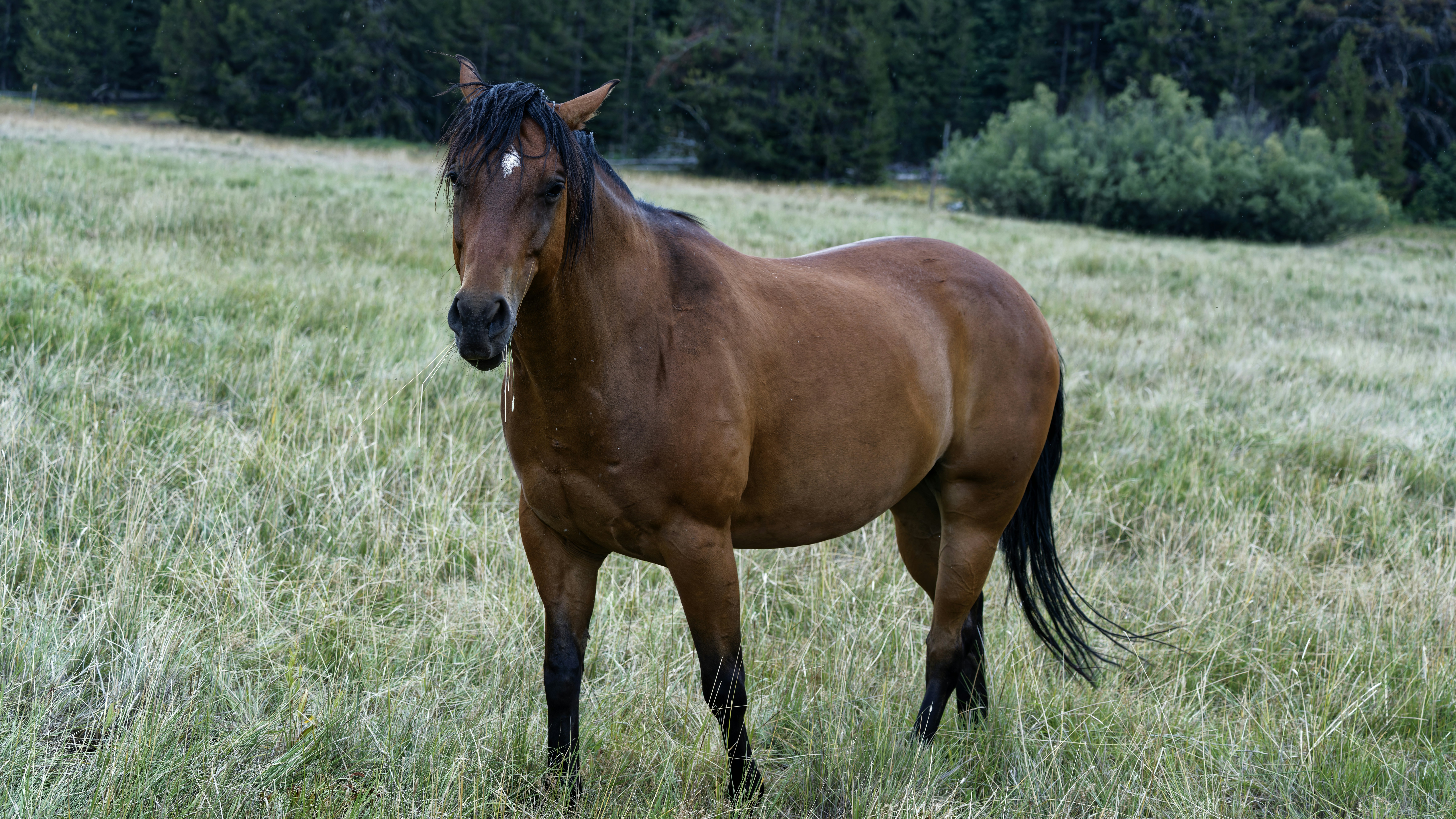 Brown Stallion in a Field at Dusk