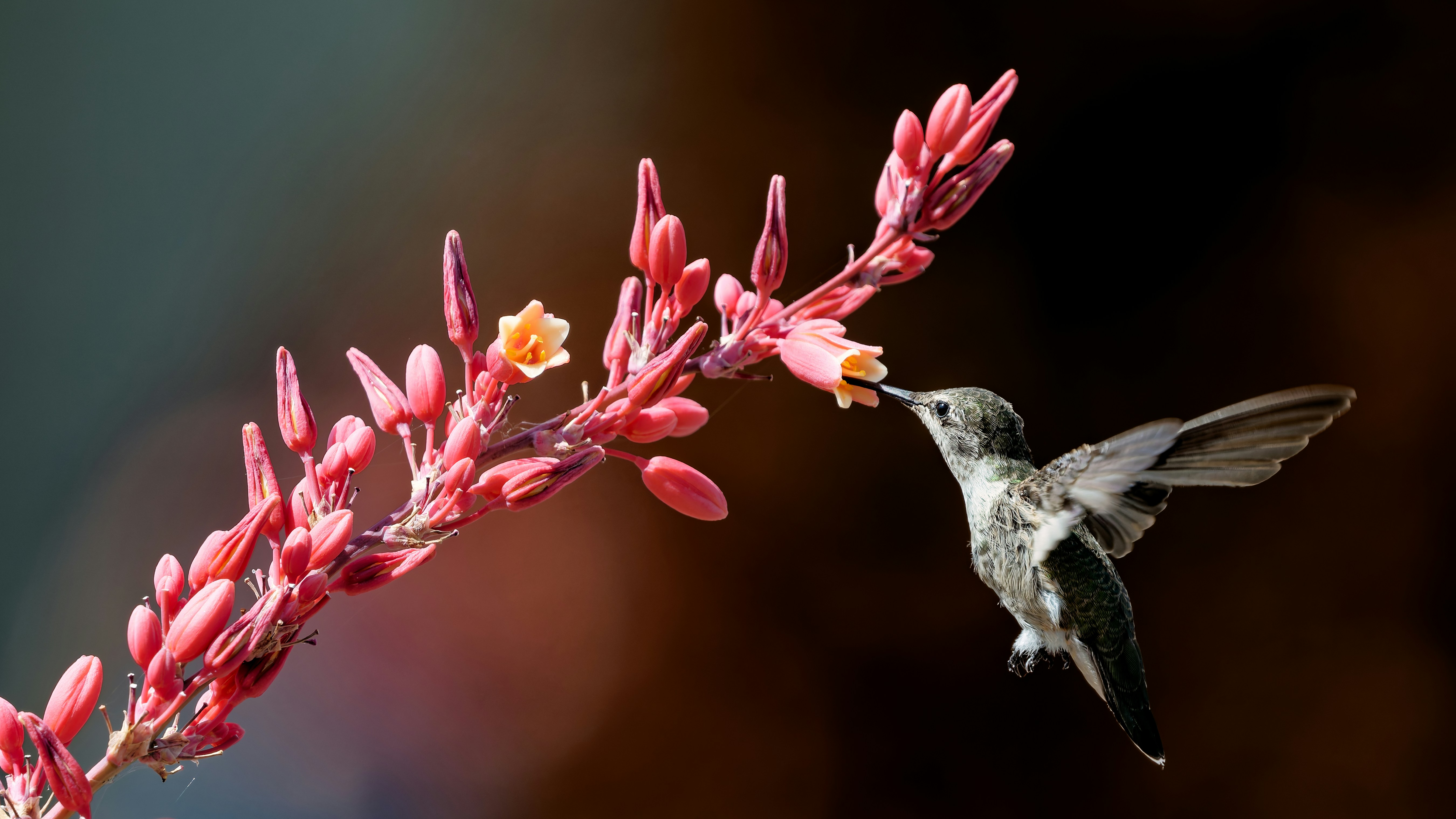 A hummingbird hovering to feed from a cluster of pink yucca flowers