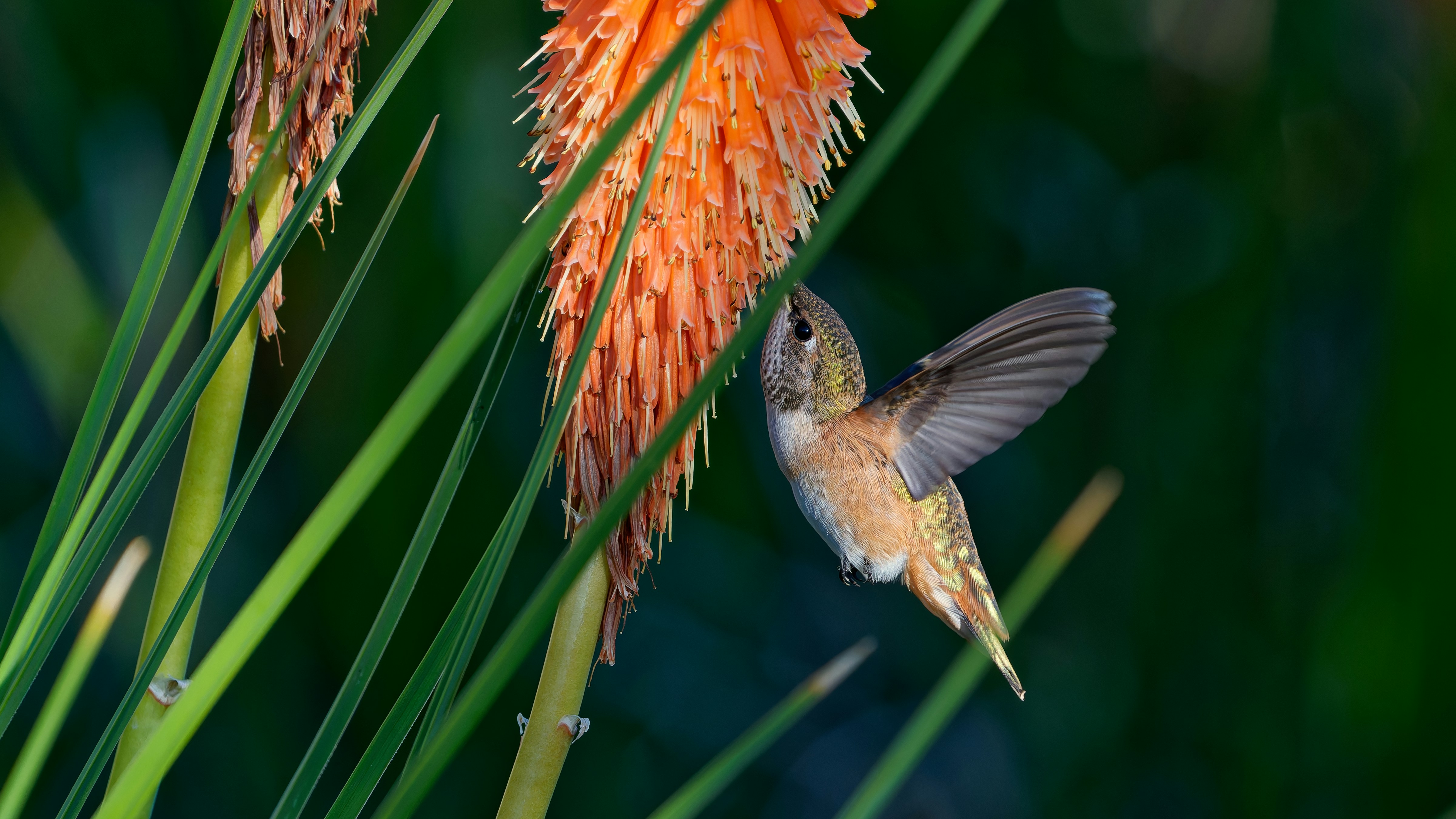 Hummingbird in Flight: Hovering beside a fiery bloom